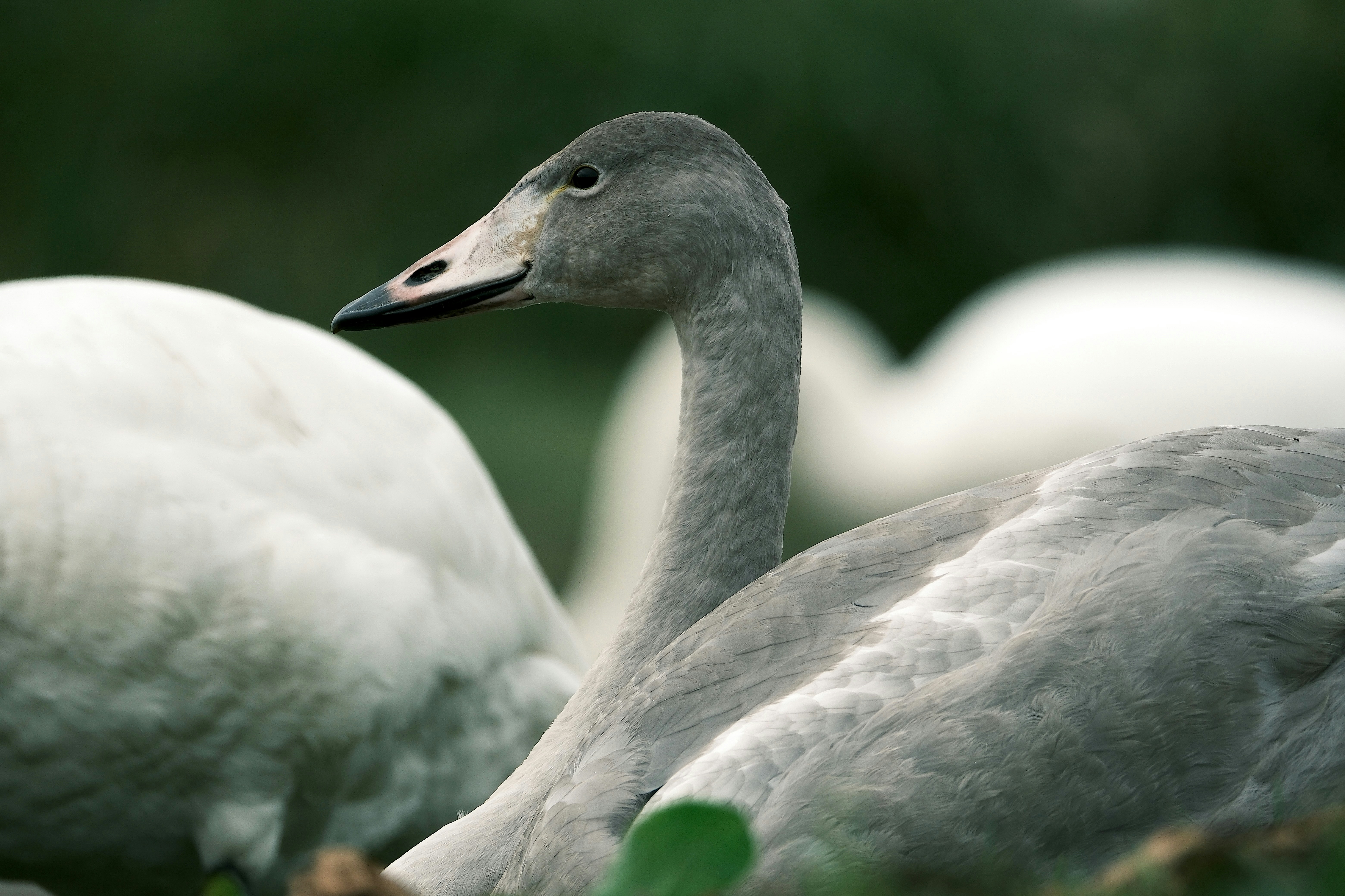 Profile in Grey: A Swan's Quiet Moment Among Foliage