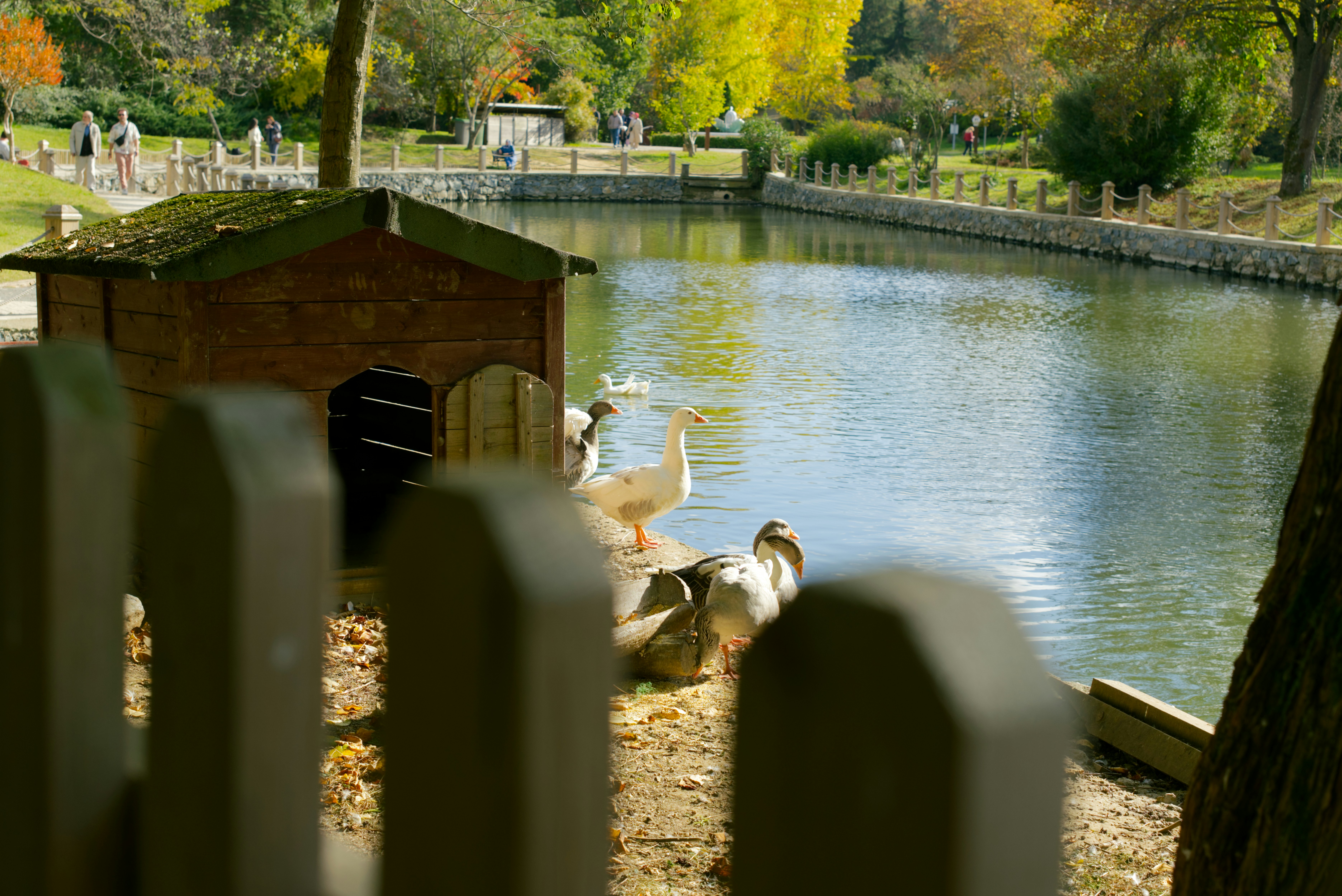 Geese at a Sunlit Park Pond, Framed by a Weathered Fence