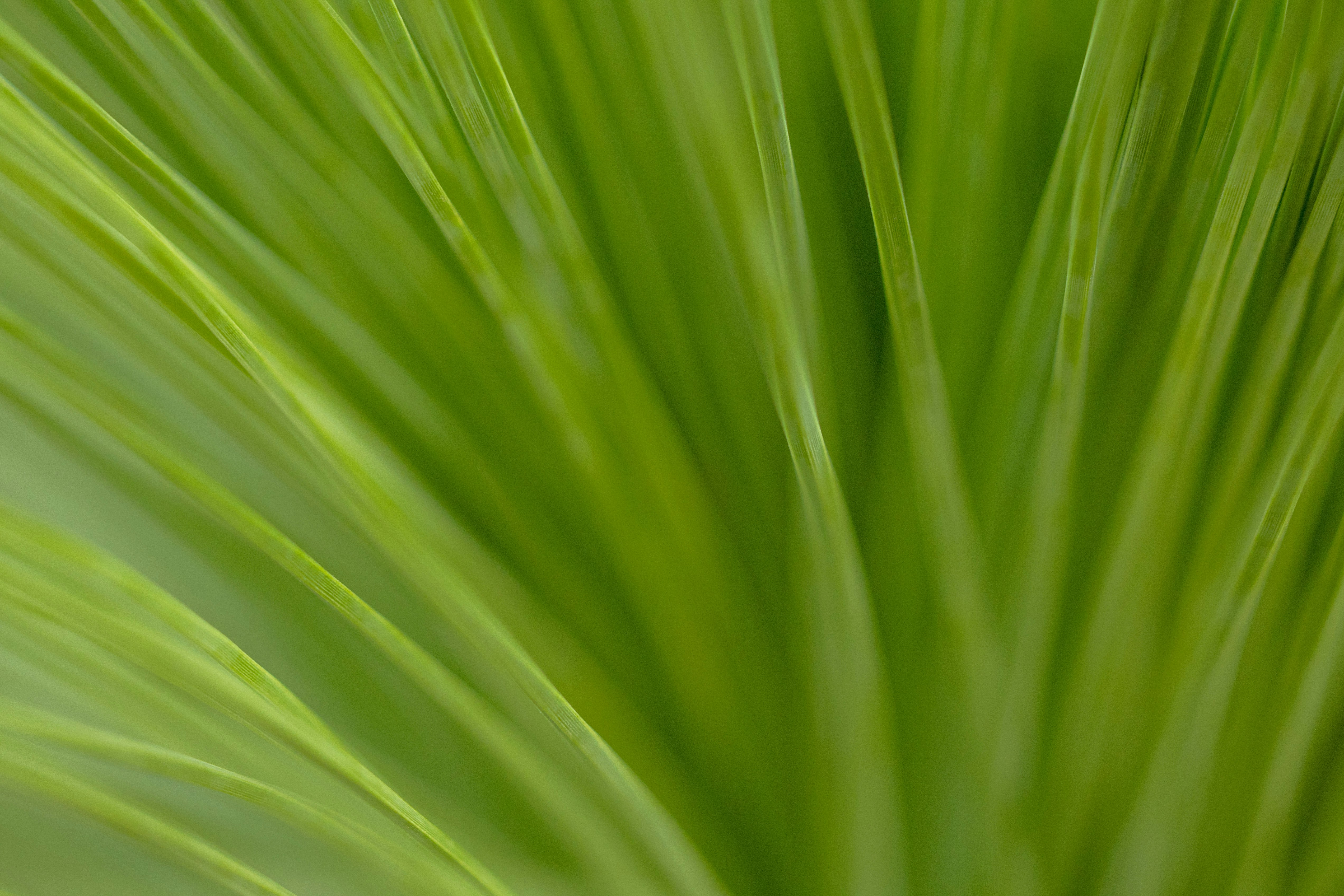 Close-up of Australian Grass Tree leaves with shallow depth of field, highlighting vibrant green textures.