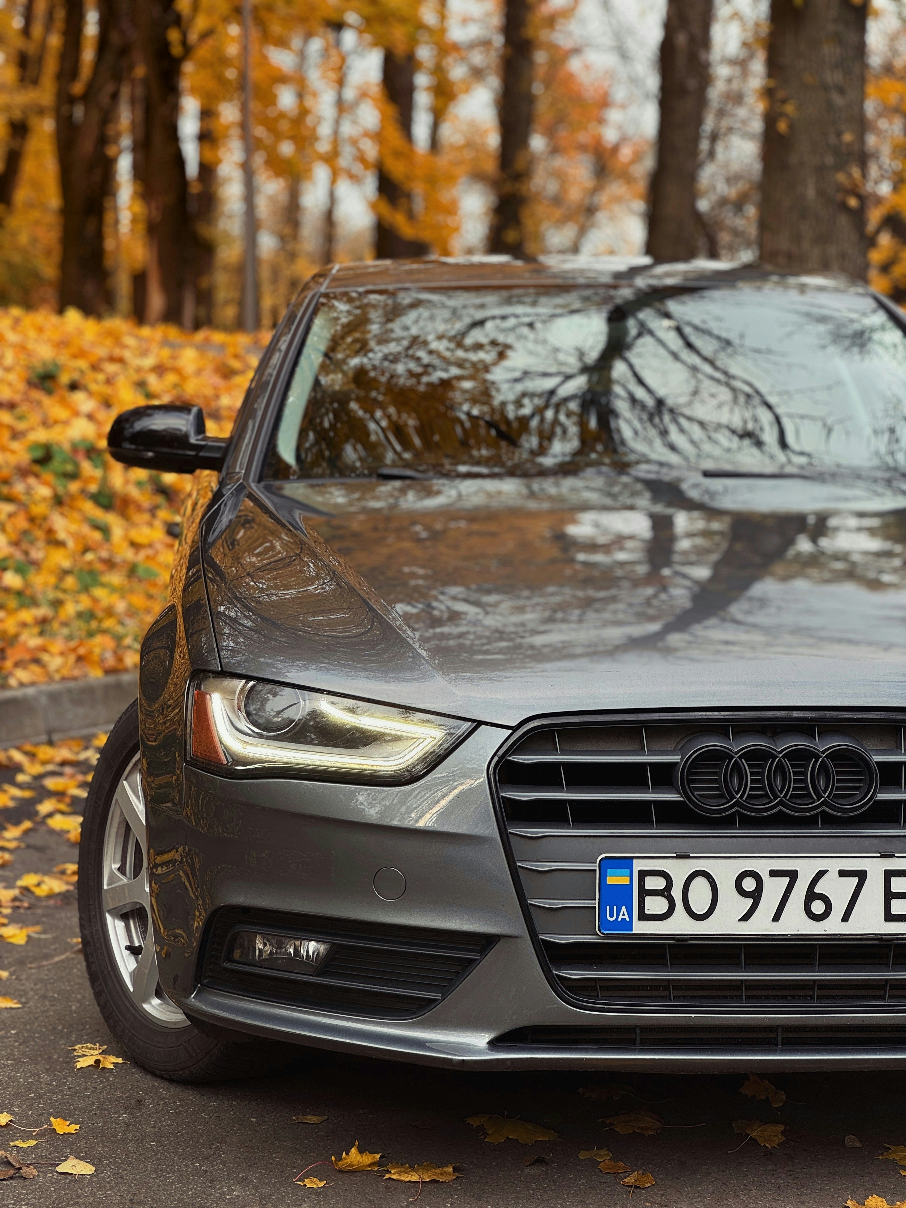 Autumn Reflections: Elegance on a Leaf-Strewn Road