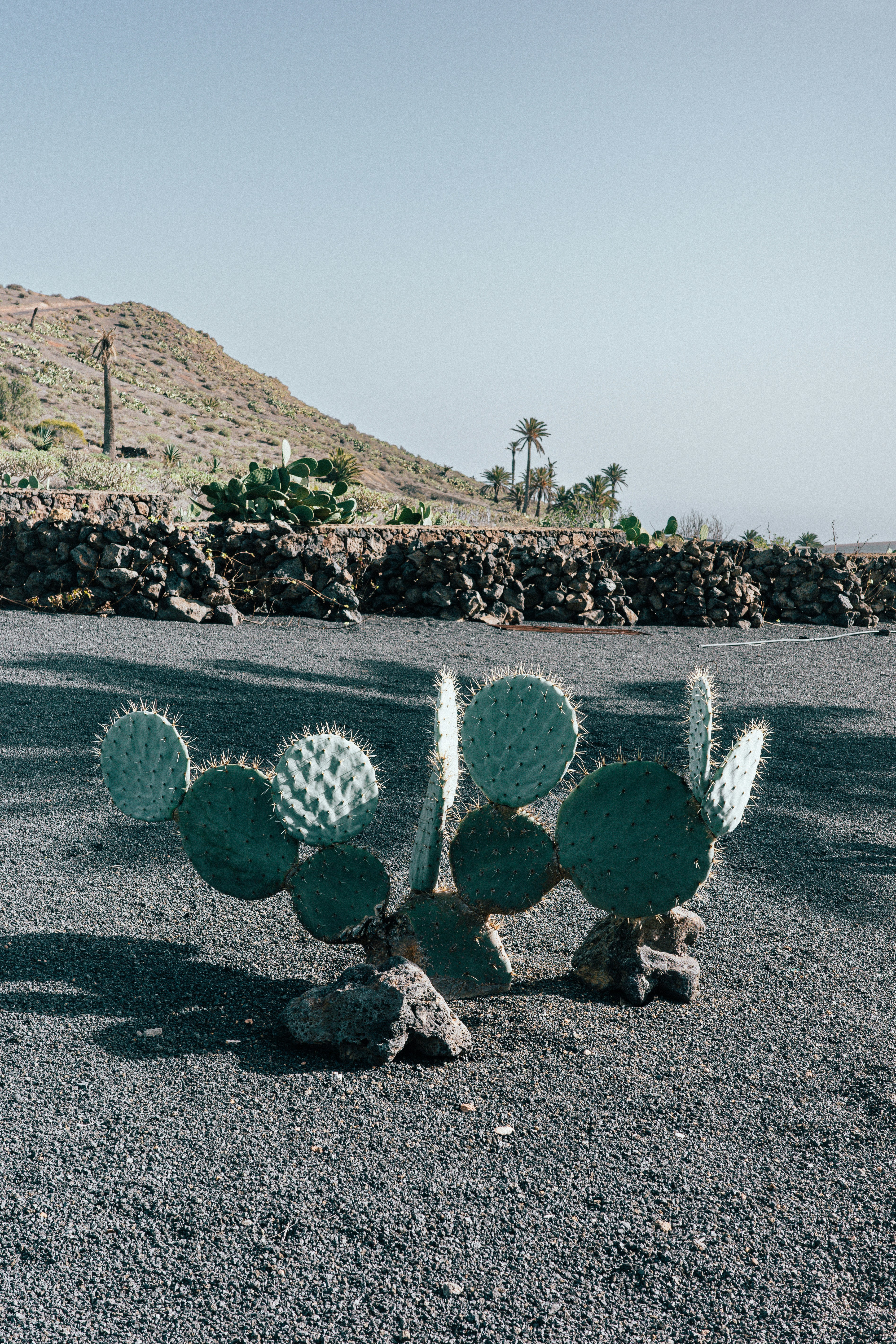 Prickled Sentinel: Desert Cactus Guarding a Stone Wall