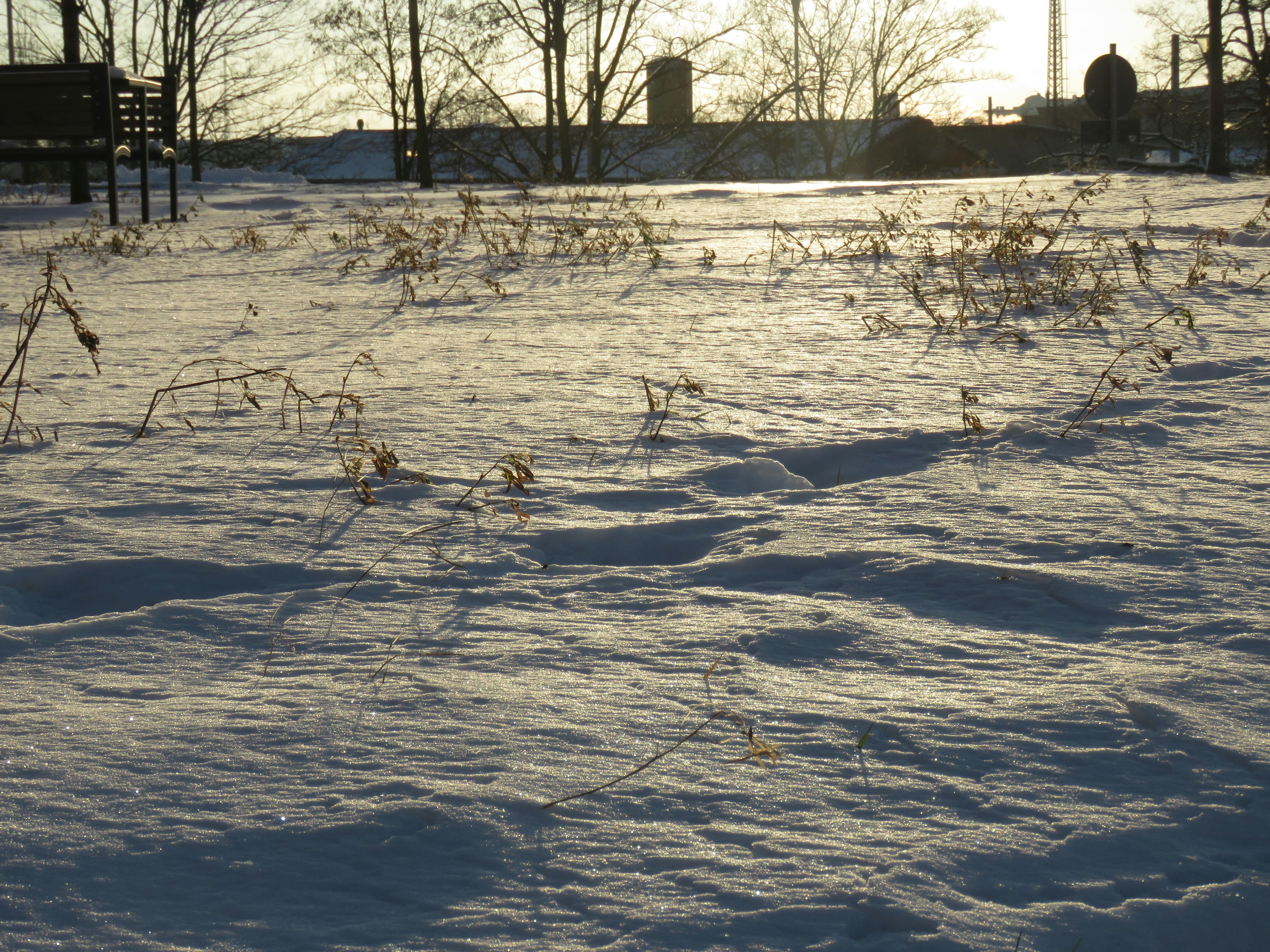 Dusk in a Frost-Blanketed Park: Sparse Grasses and Quiet Horizon