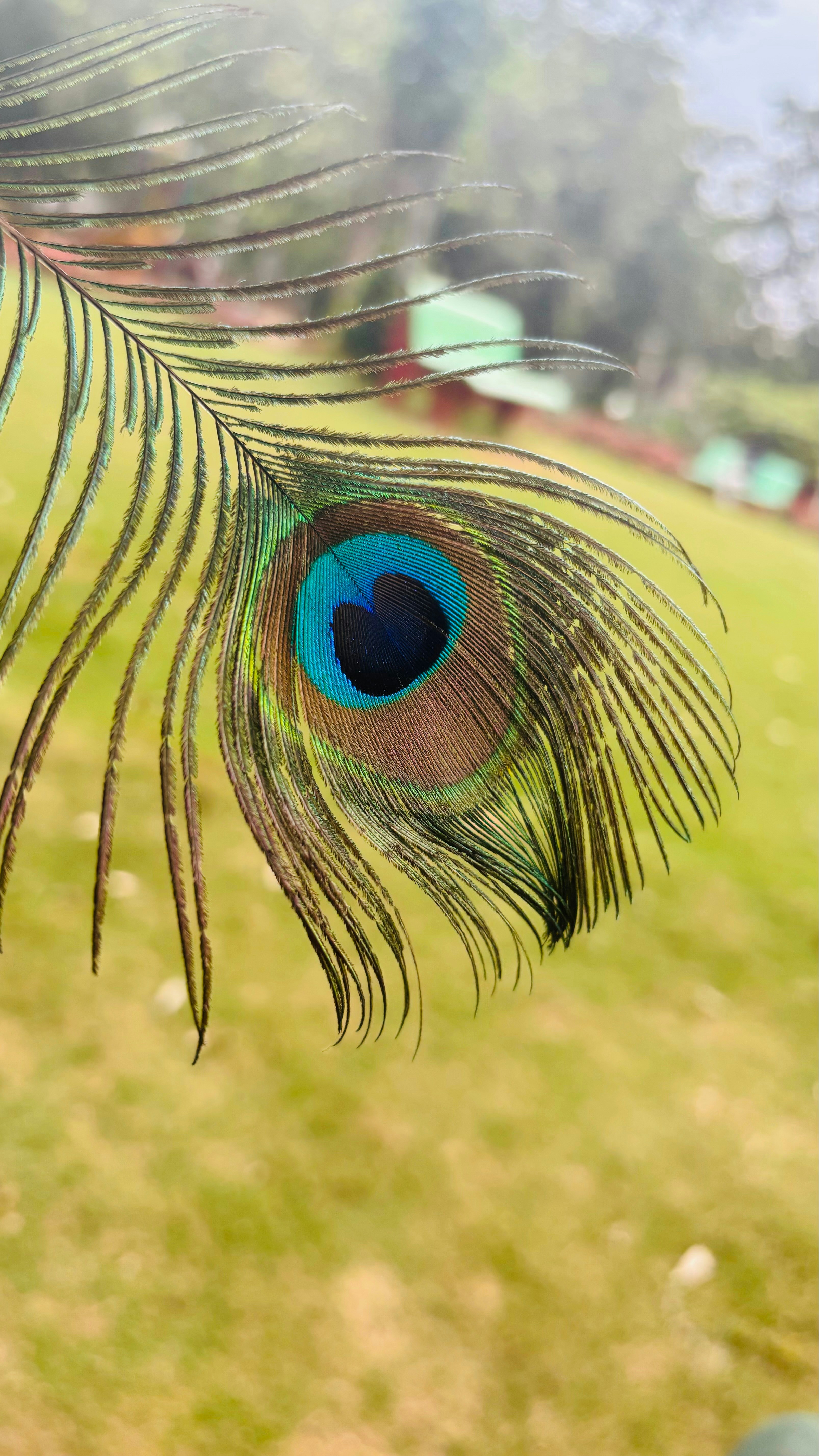 Close-up of a peacock feather showcasing vibrant blue and green hues against a soft green background.