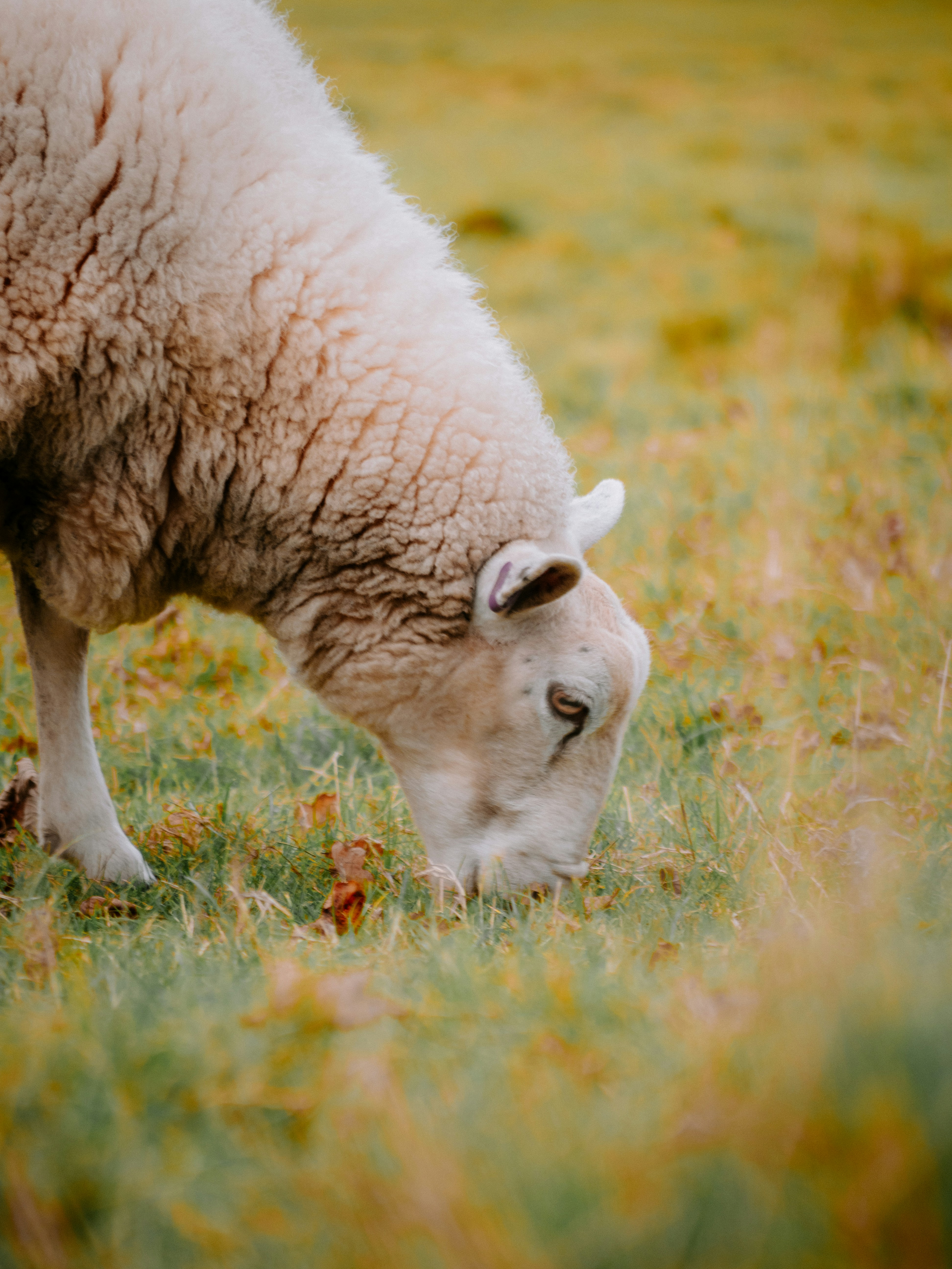 A sheep grazing on grass in a field photo – Free Animal Image on Unsplash