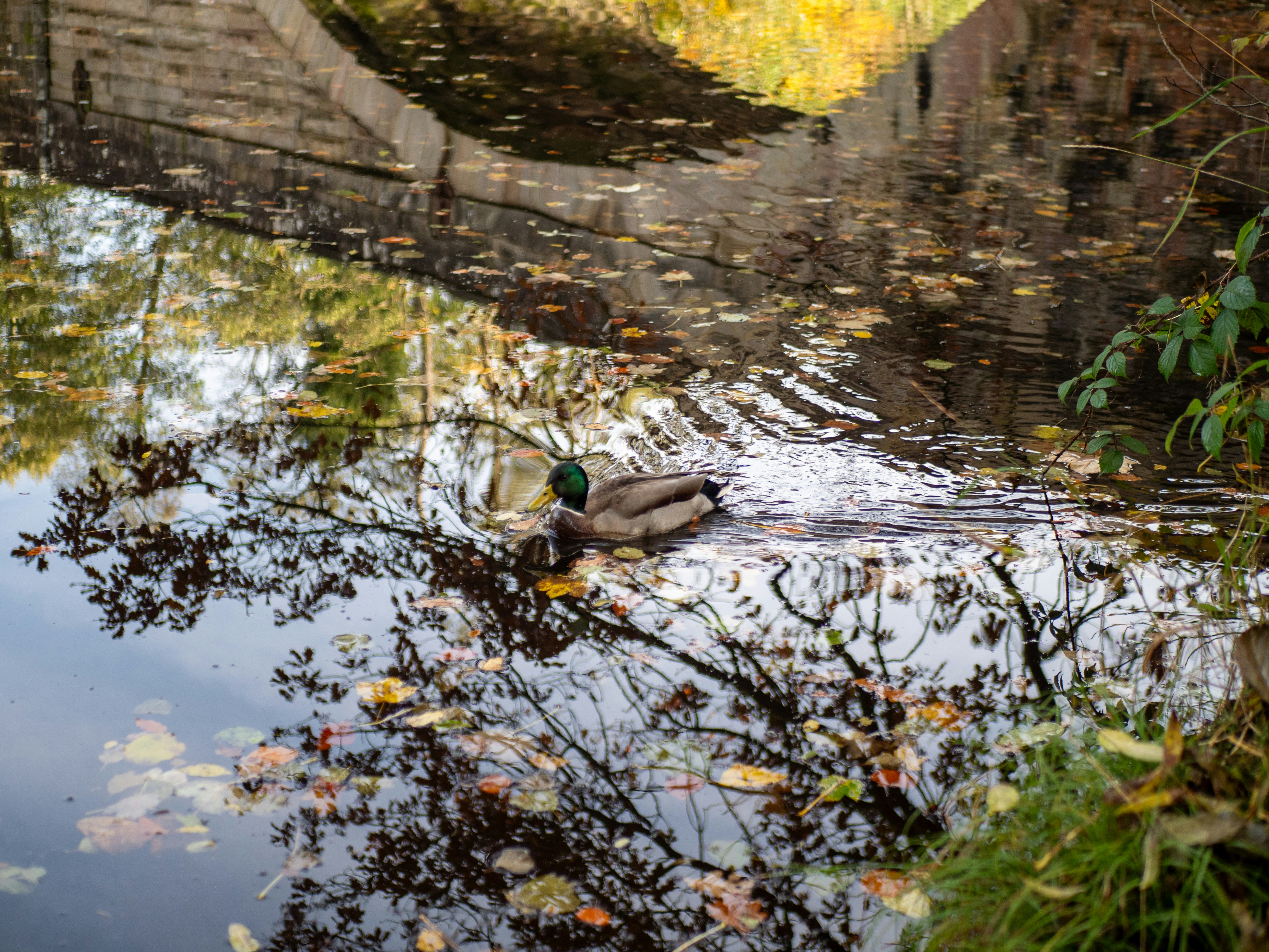 'Quack'