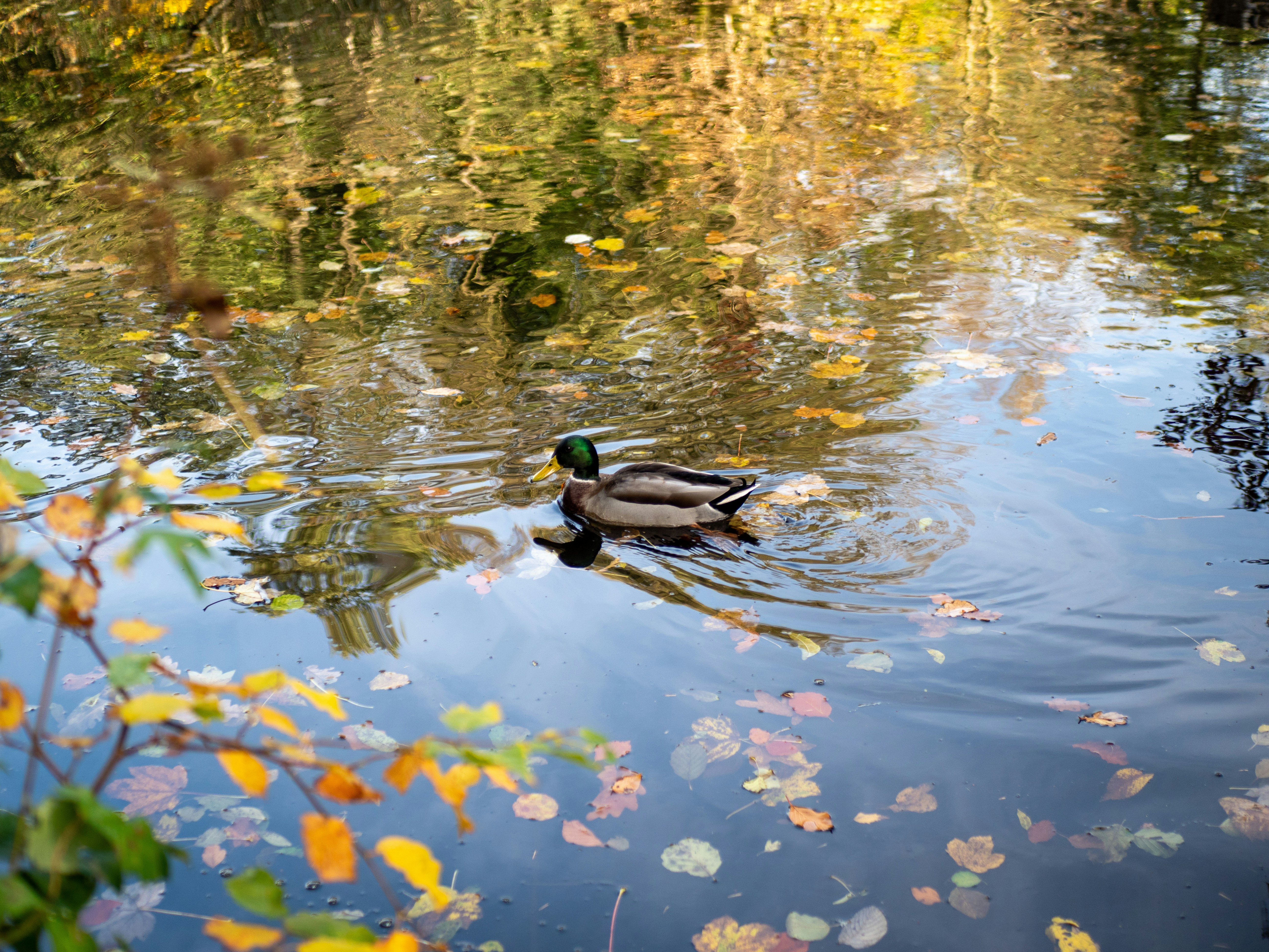 Mallard Drift on a Leaf-Strewn Autumn Pond