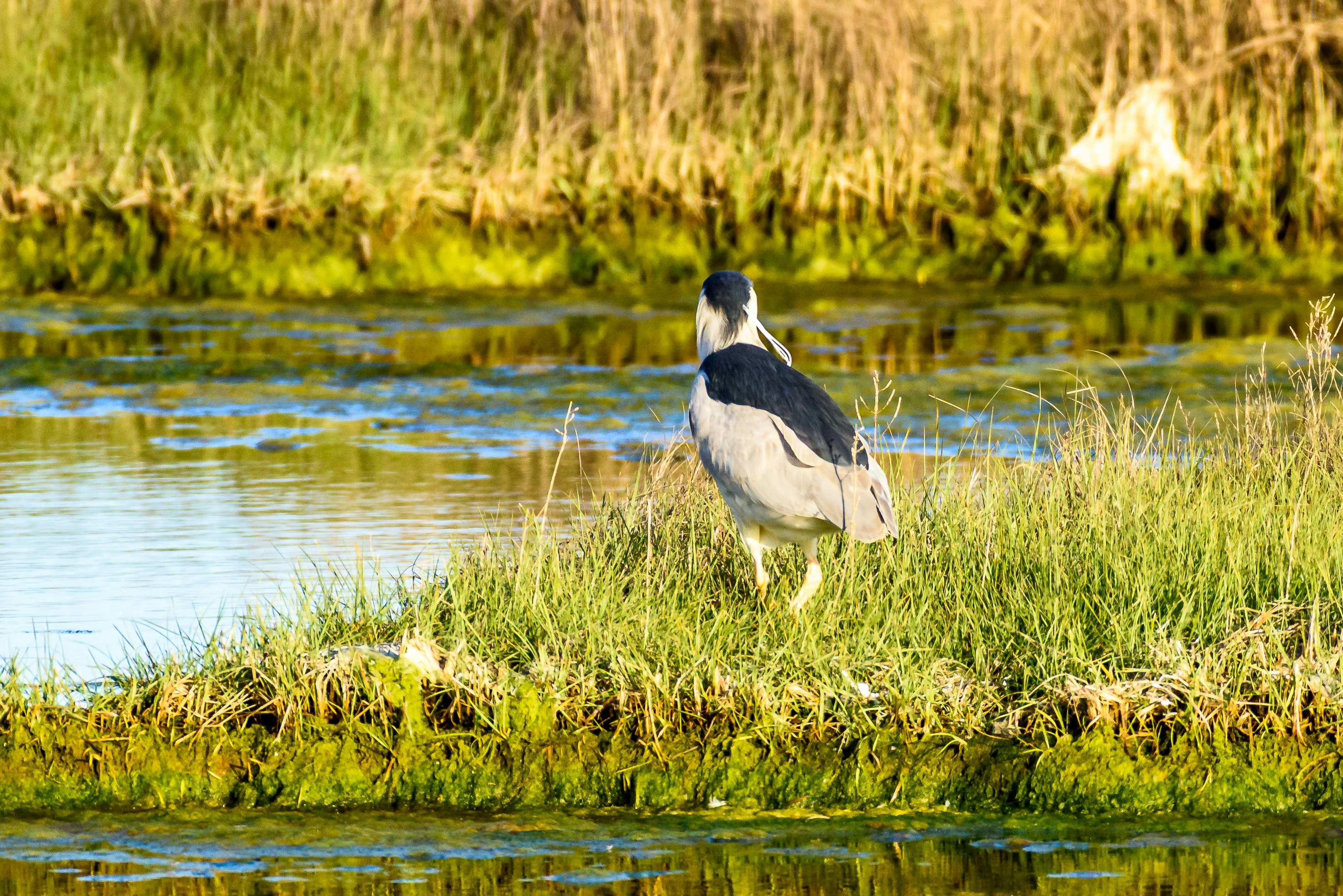 Marsh sentinel: a monochrome wader surveys a sunlit bank