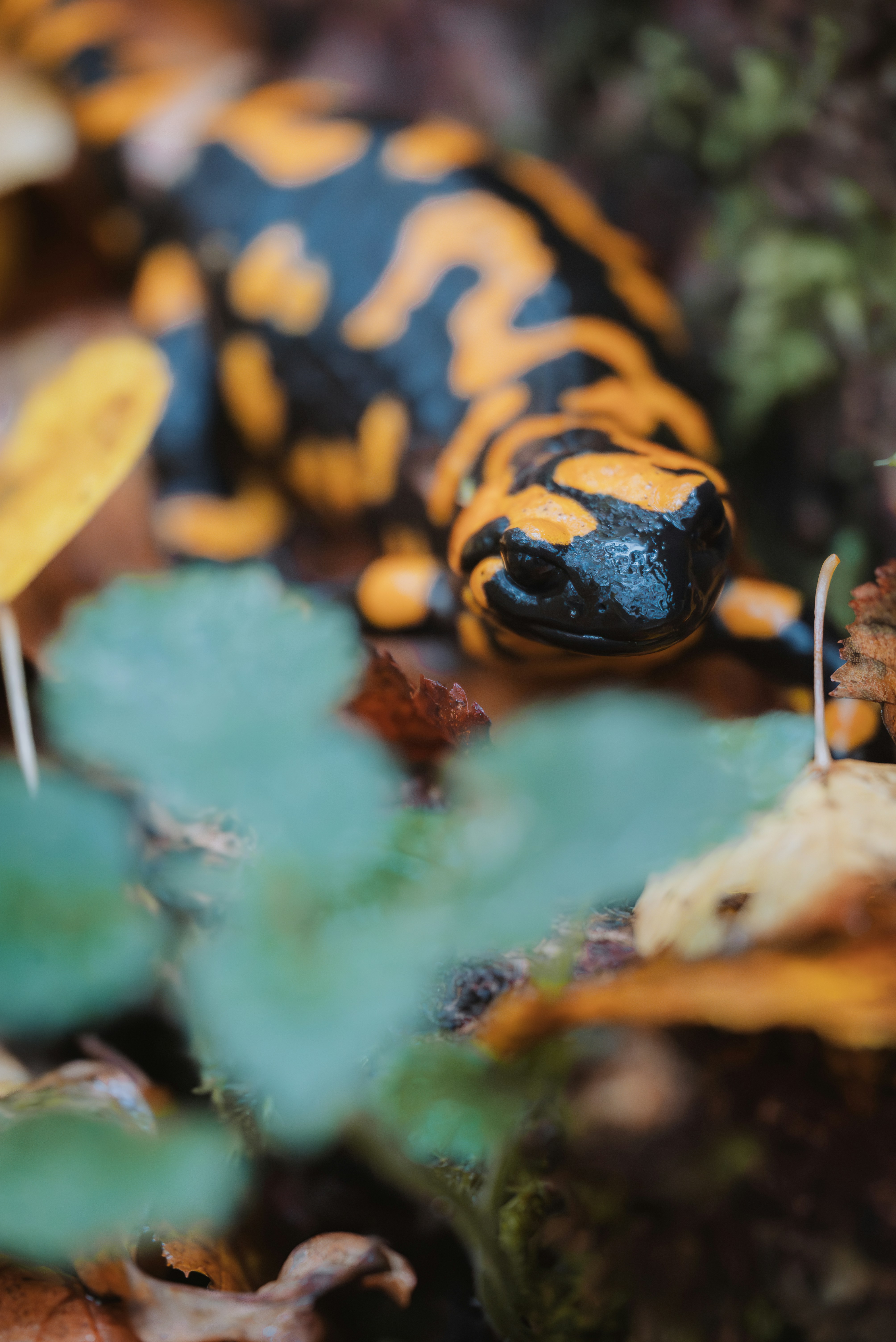 Neon Flame in Leaf Litter: A Fire Salamander's Quiet Gaze