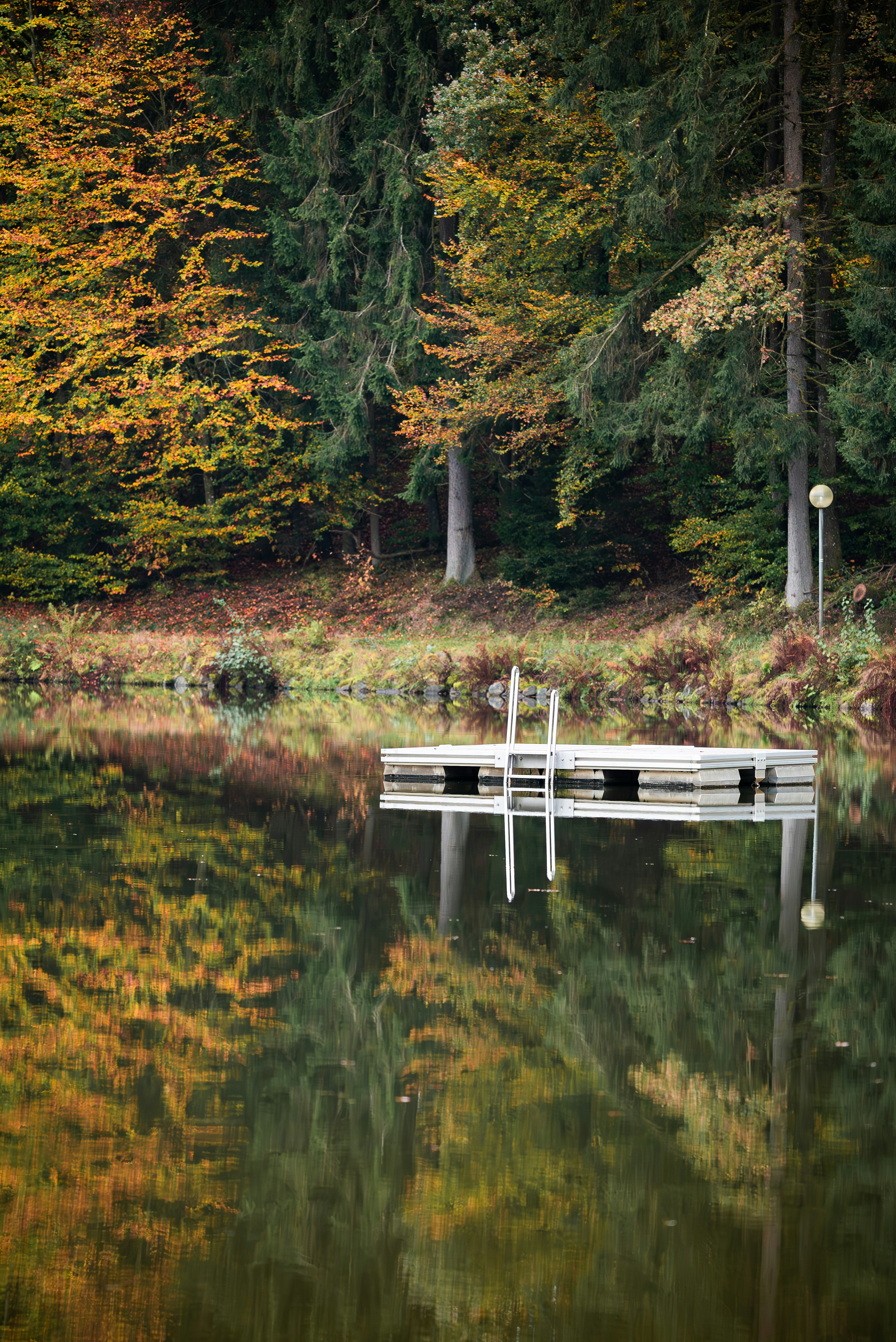 Floating Dock Amid Autumn Pines on a Still Lake
