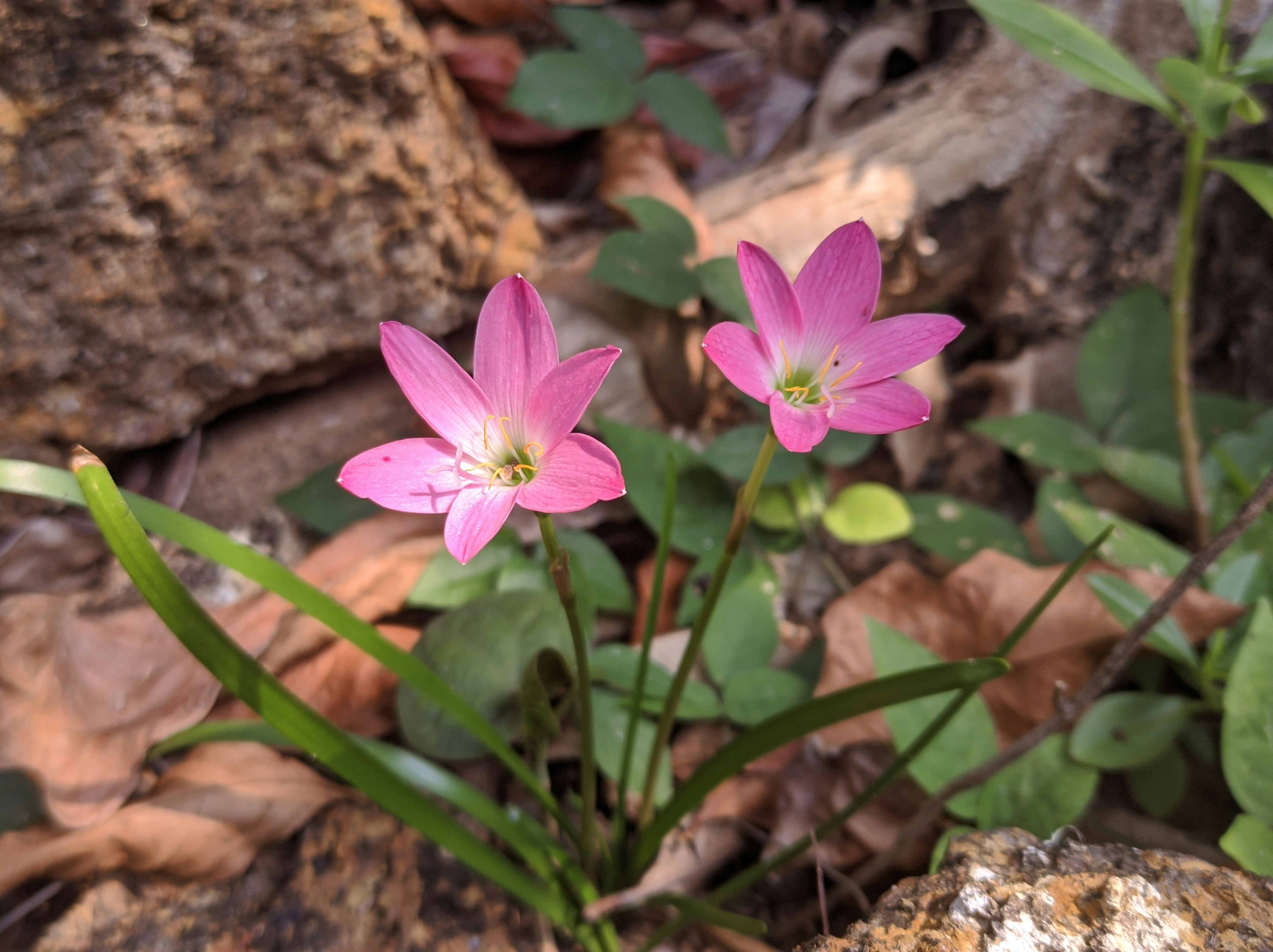 underrated wild beauty..