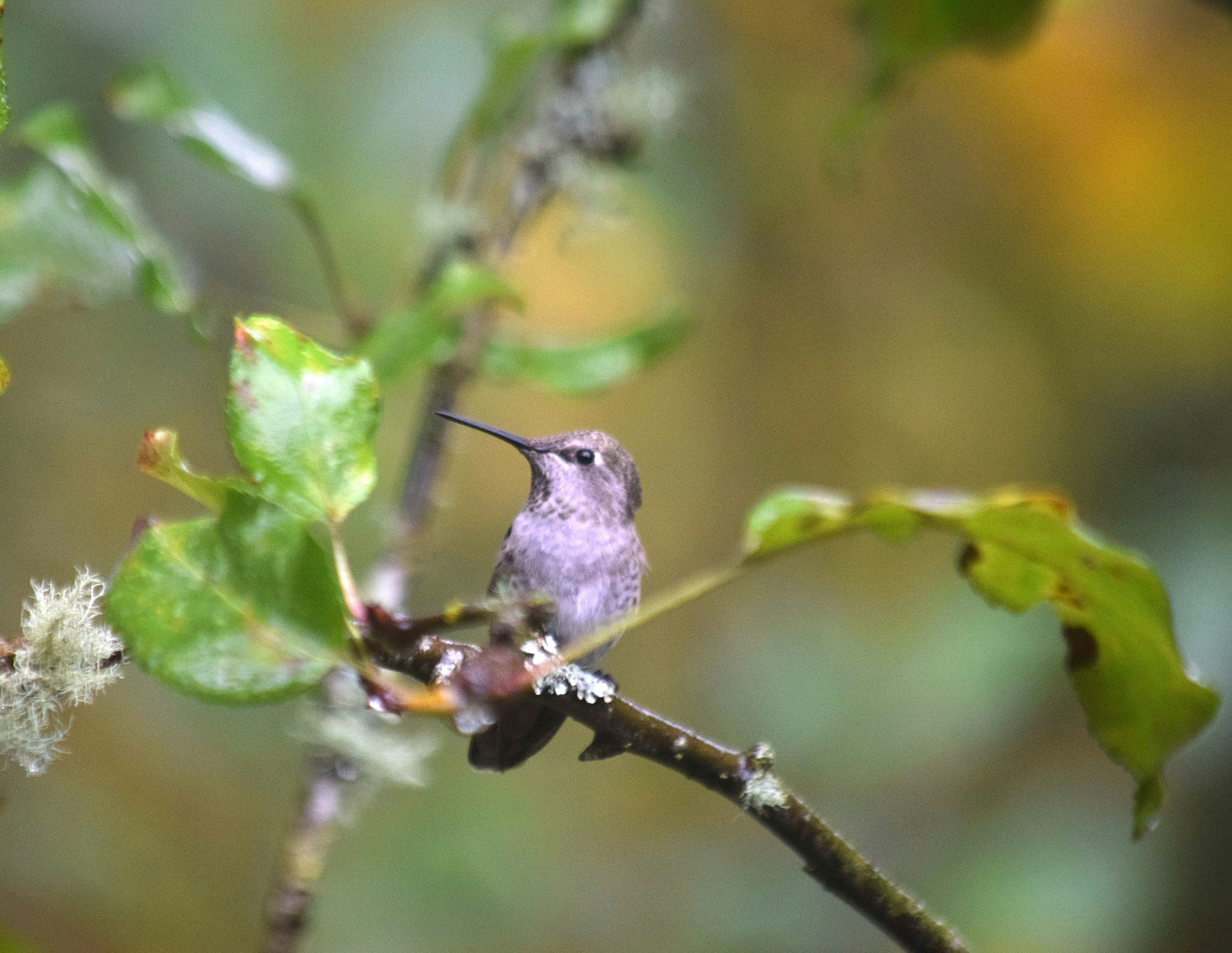 Hummingbird Pause on a Mossy Twig Amid Subtle Fall Hues