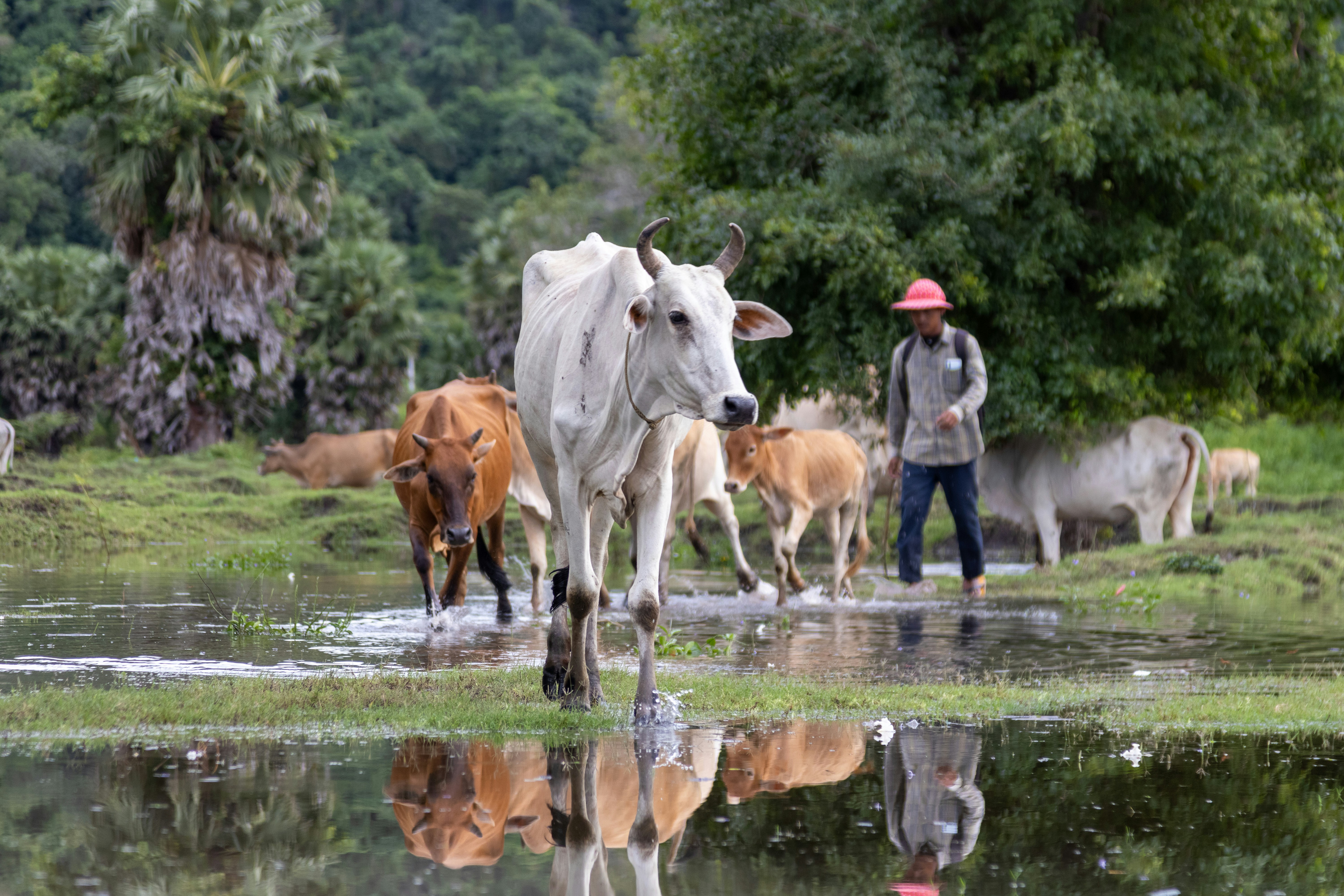 A herd of cattle walking across a river next to a forest photo – Free ...