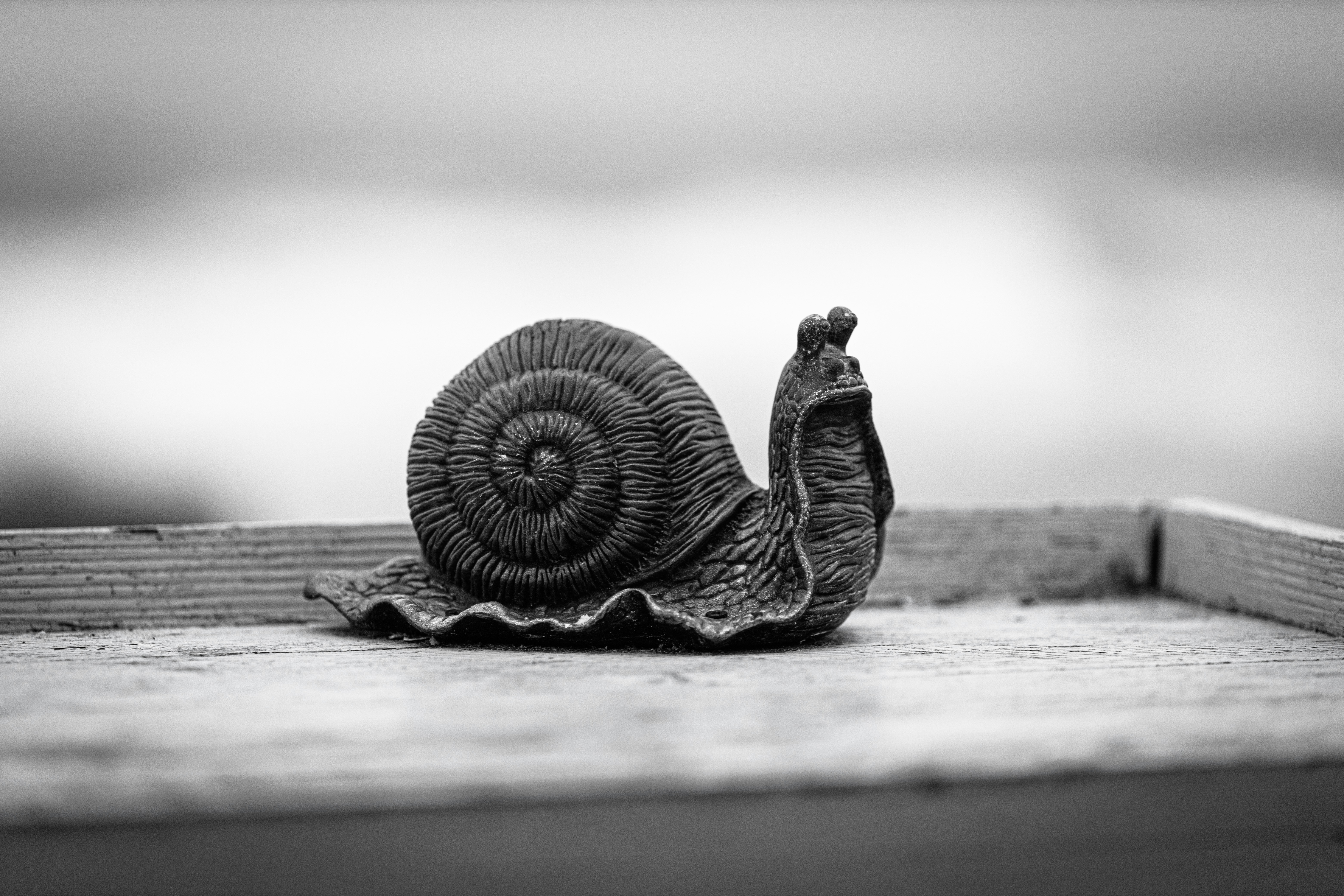 Spiral Sentinel: A Snail on Weathered Wood