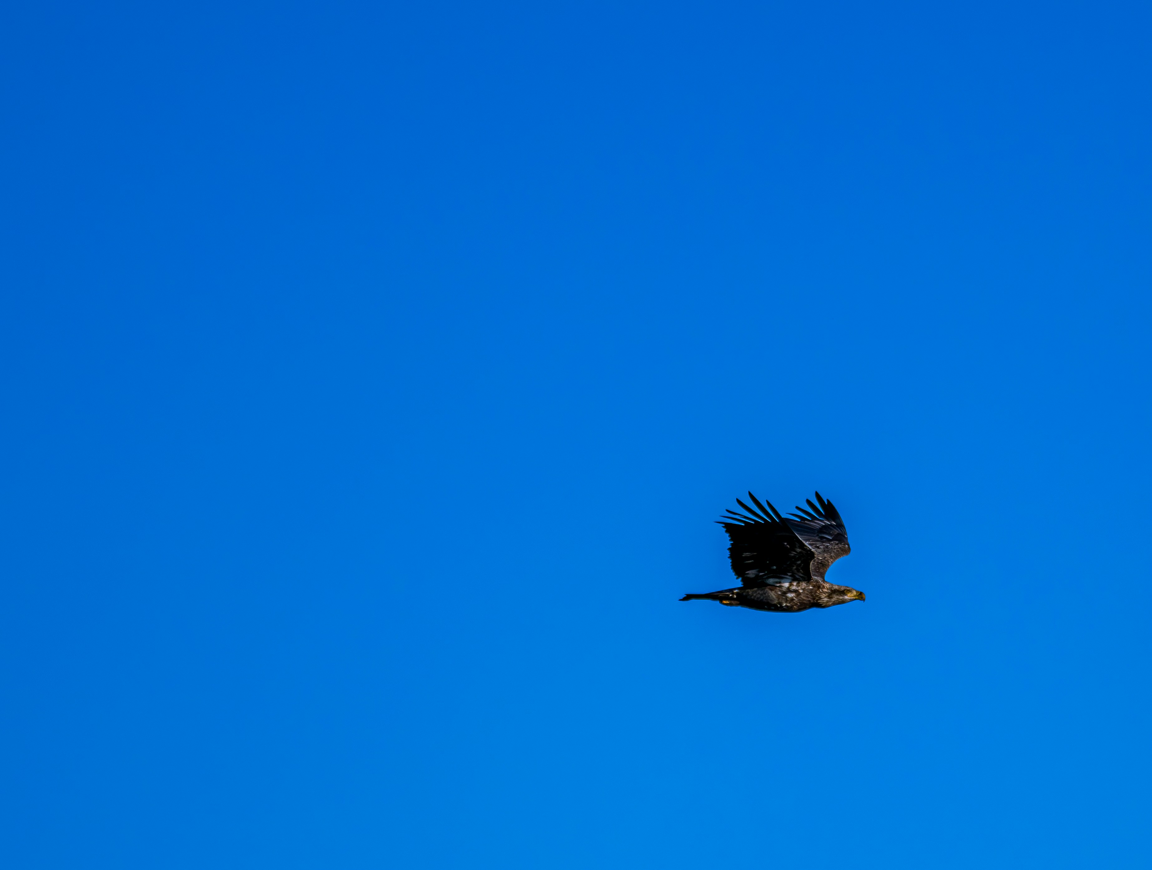 Lone Raptor Across a Pristine Azure Sky