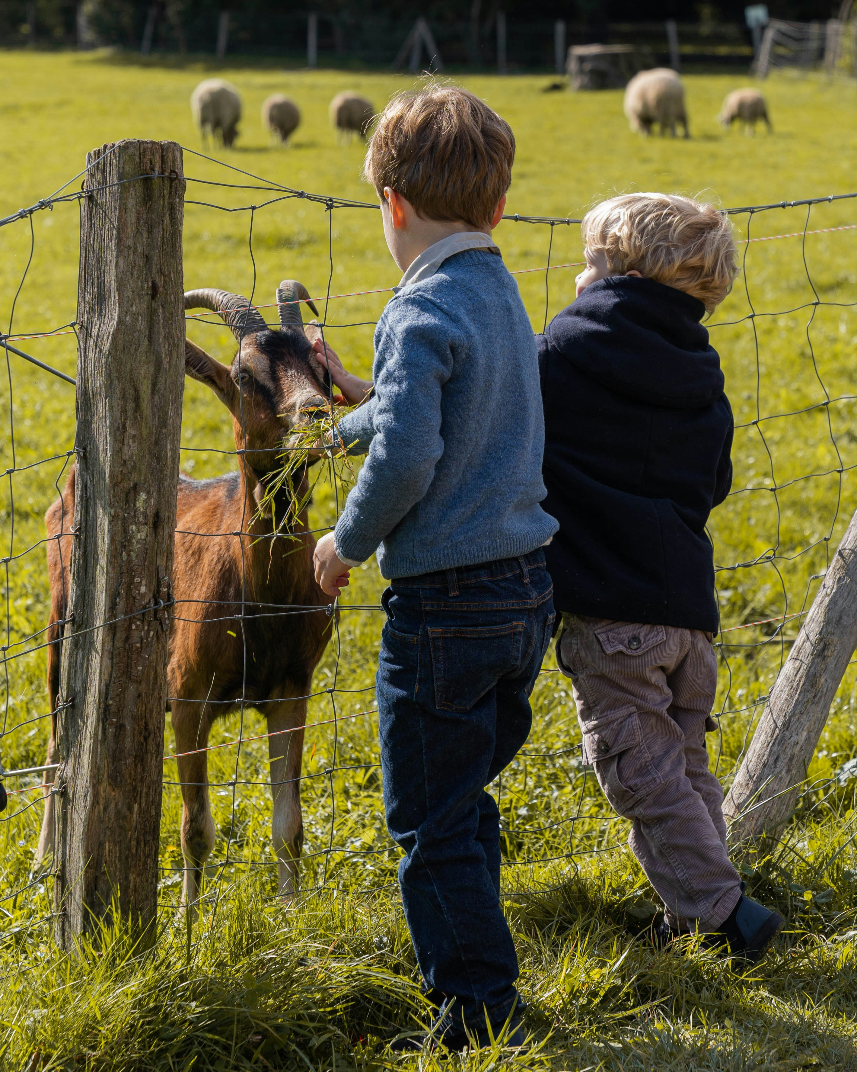 Fence-Side Curiosity: A Goat, Two Kids, and a Sunlit Pasture