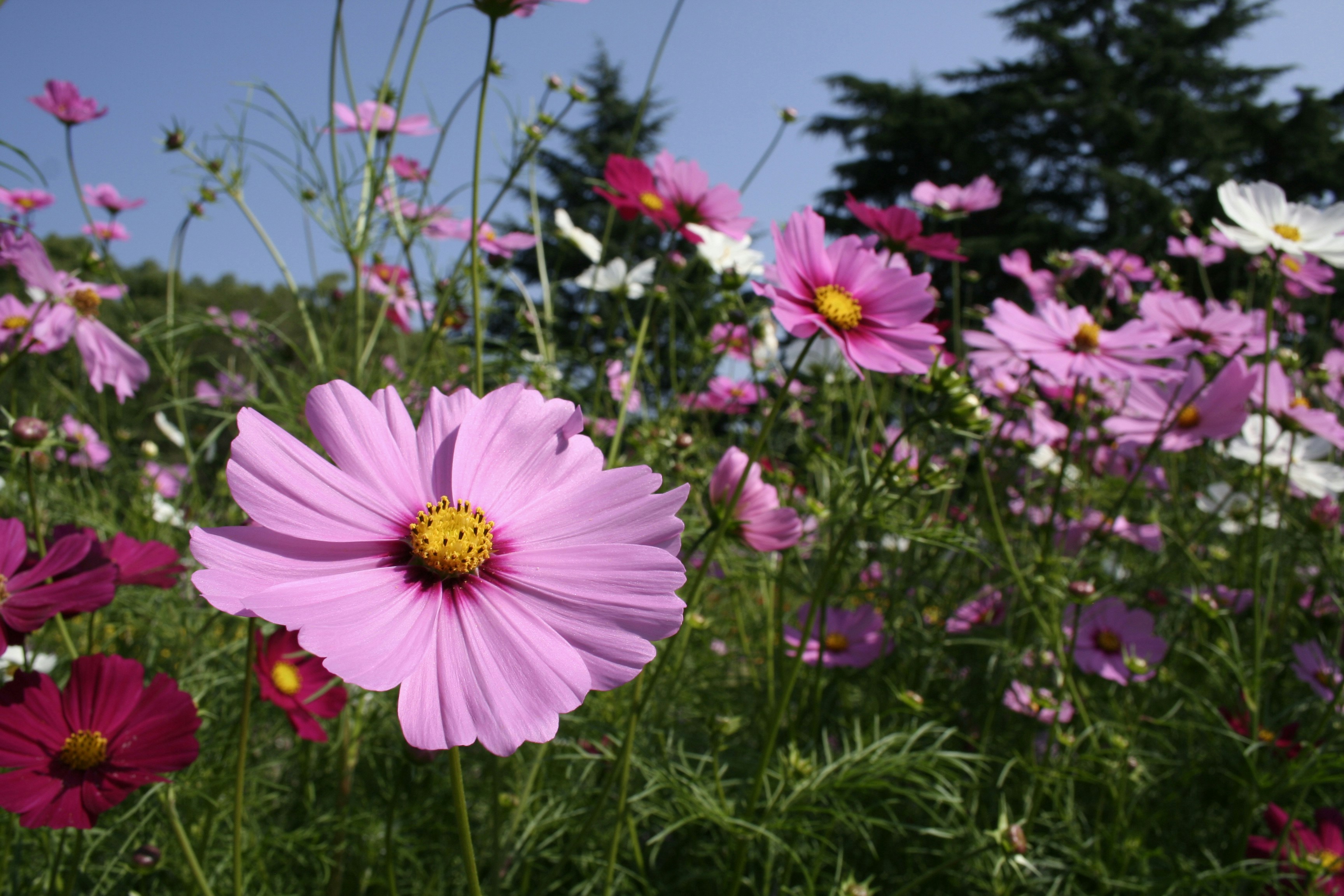 Blumenwiese, Kyoto, Japan