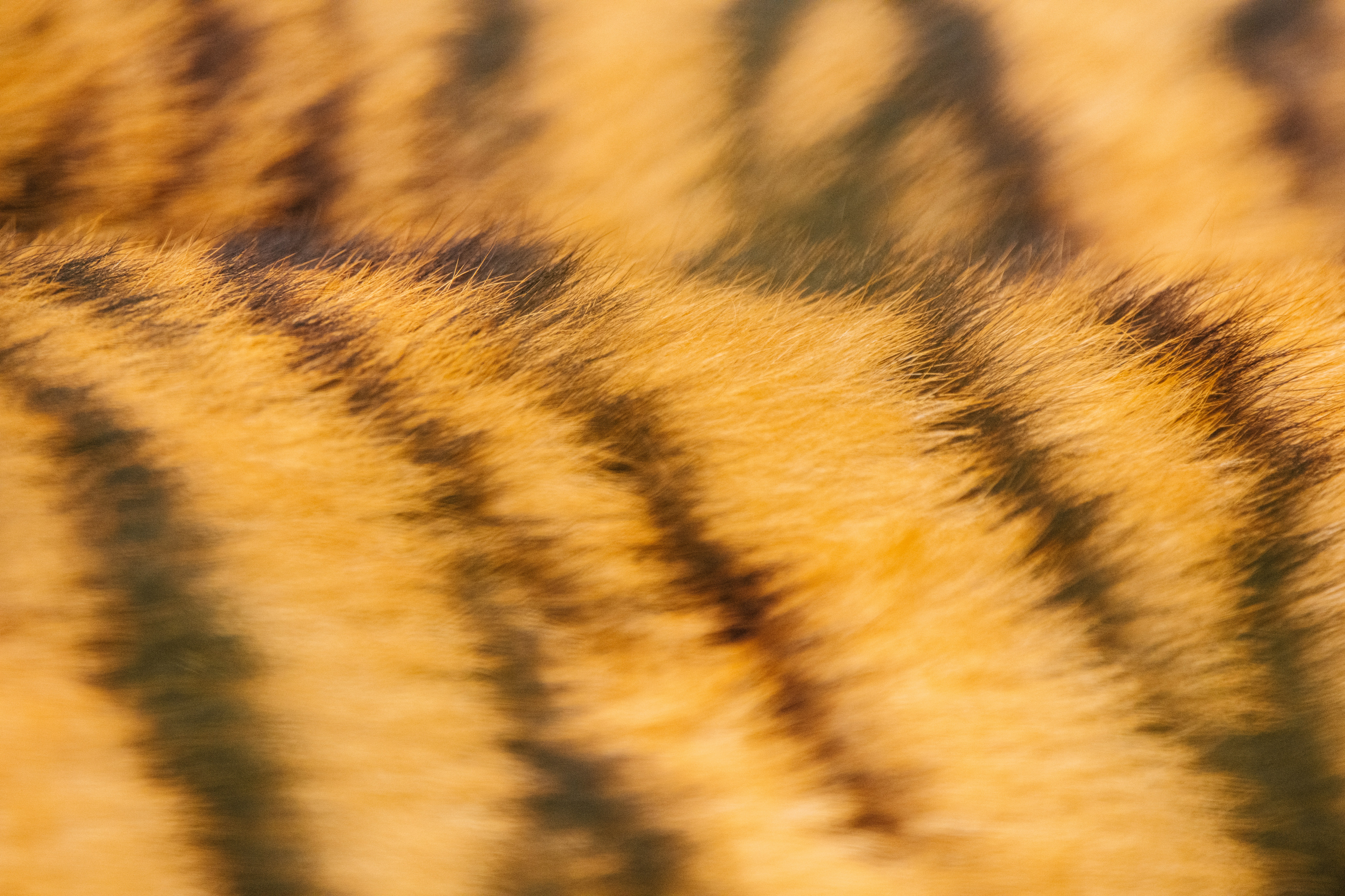 Tiger Tank Camouflage Patterns Pictures | Download Free Images on Unsplash