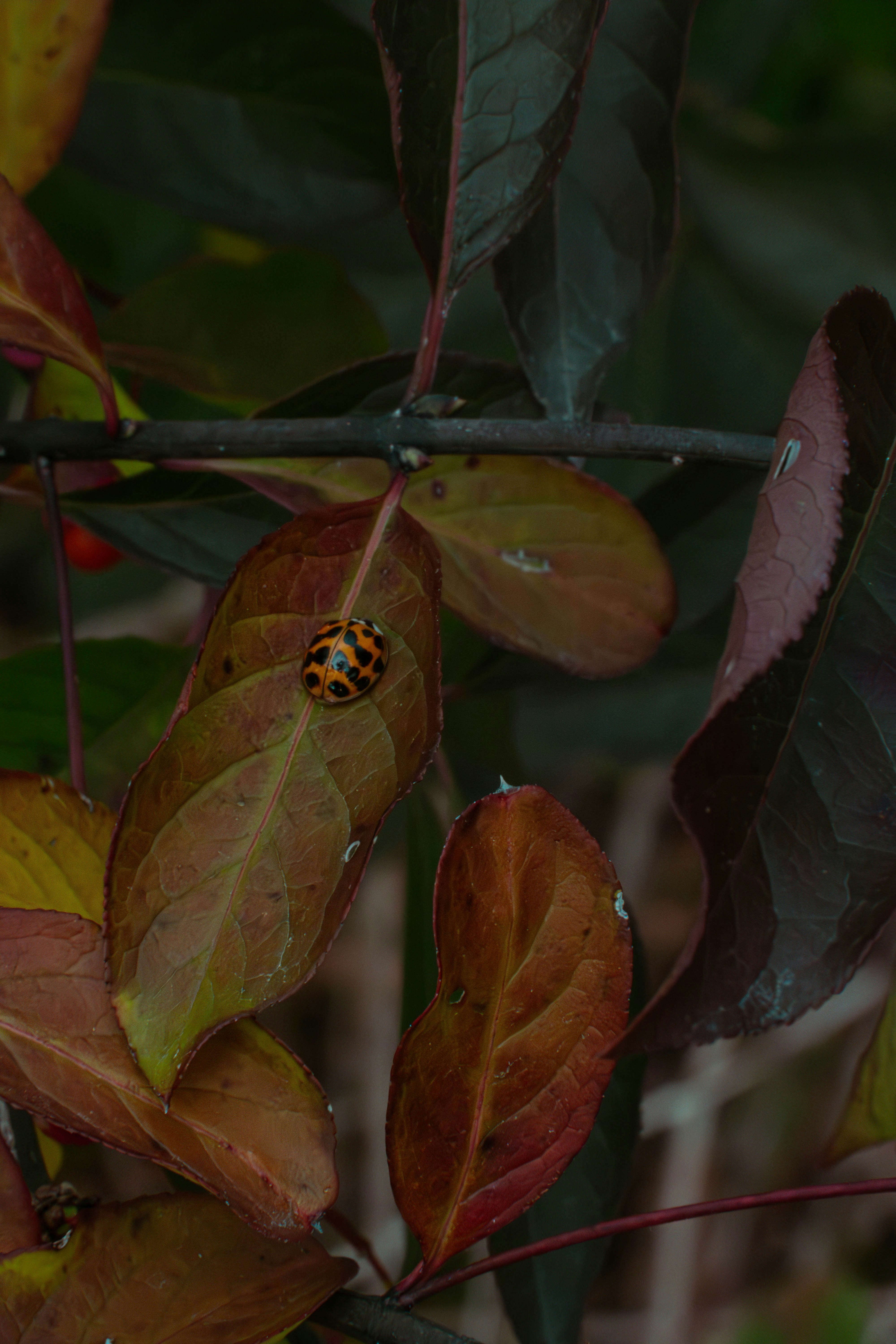 Autumn's Scarlet Dot: A Ladybug on a Russet Leaf