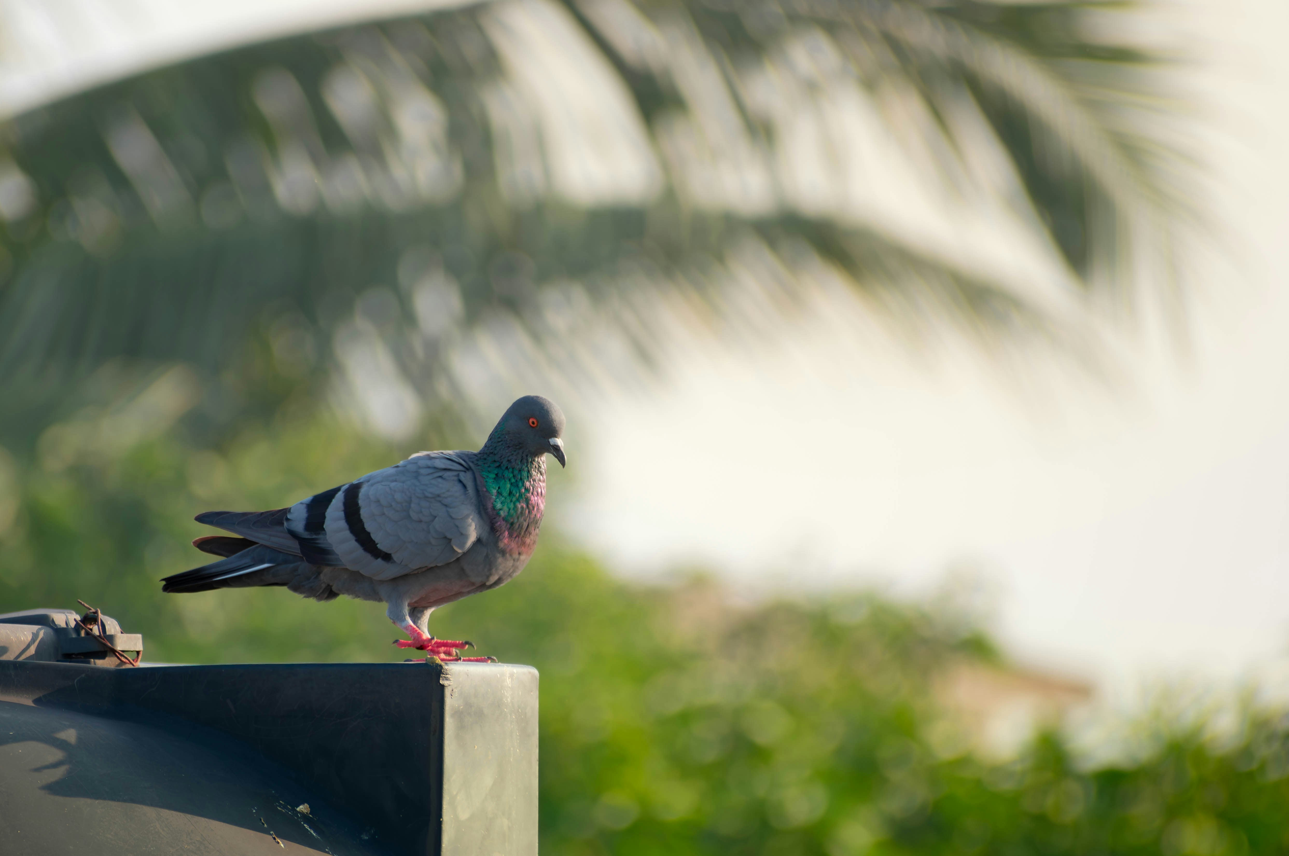 Rooftop Pigeon on a Sunlit Ledge with a Soft Palm Blur
