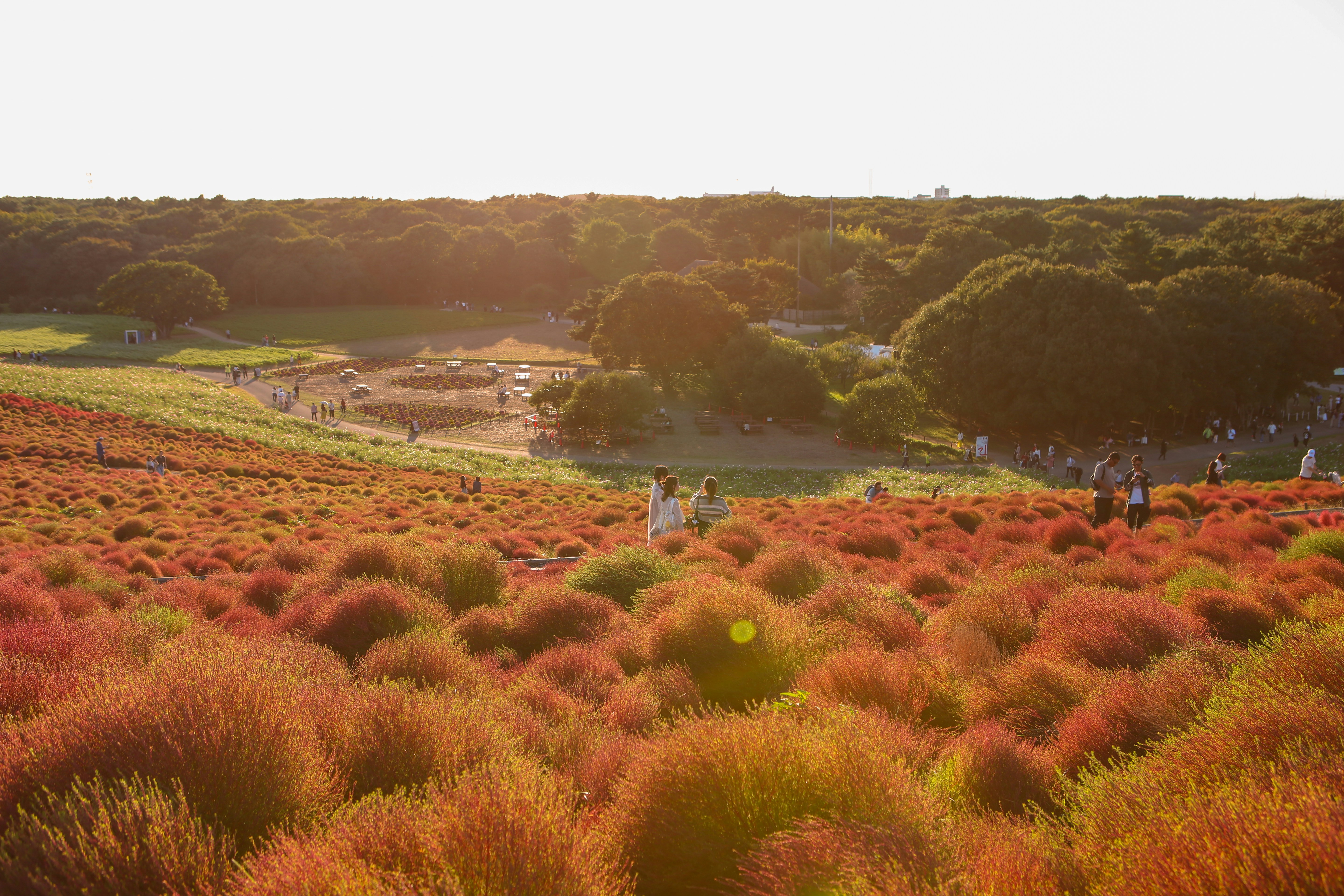 Autumn Symphony in a Coastal Meadow