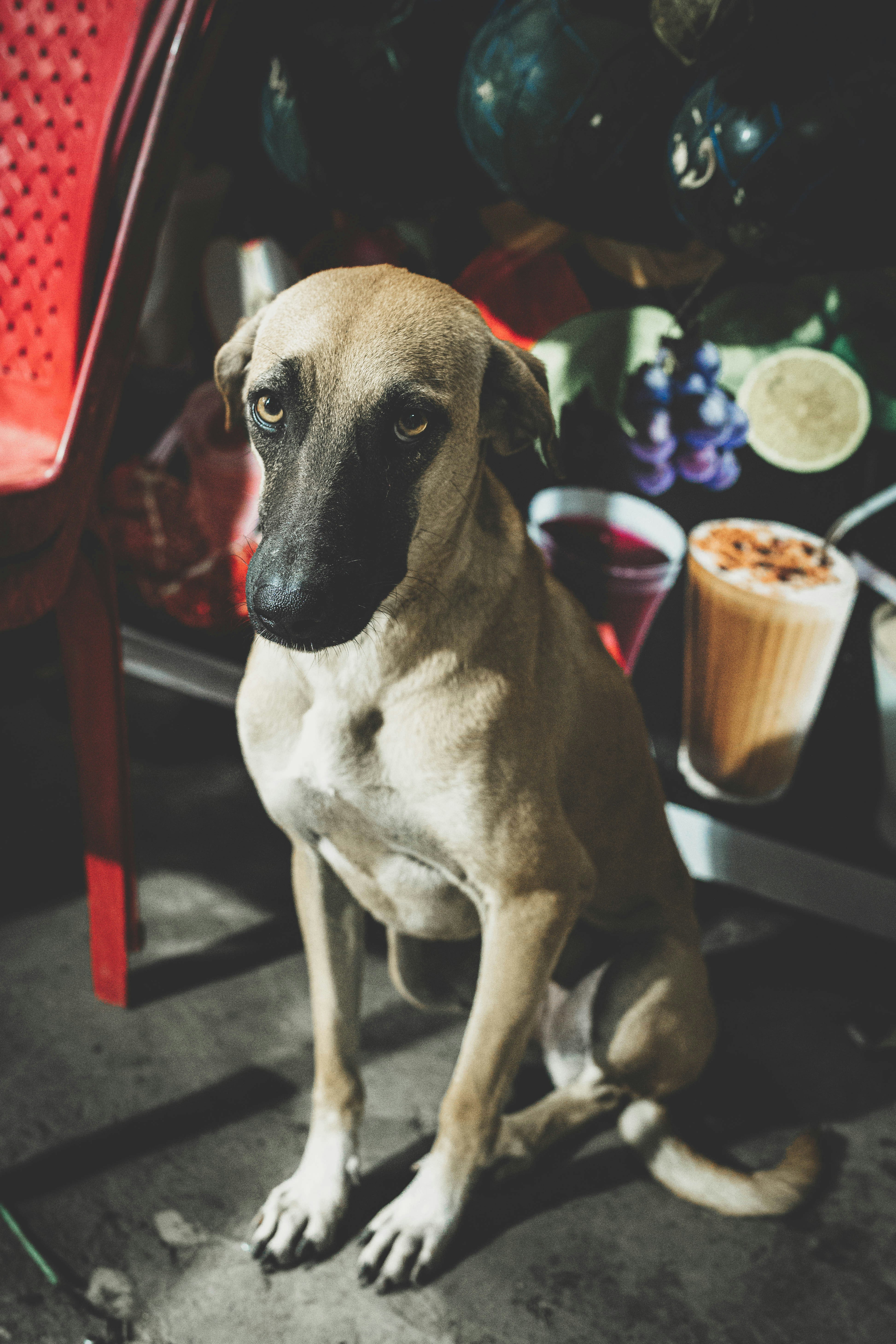 Gaze Amidst Treats: A Dog in a Cluttered Kitchen