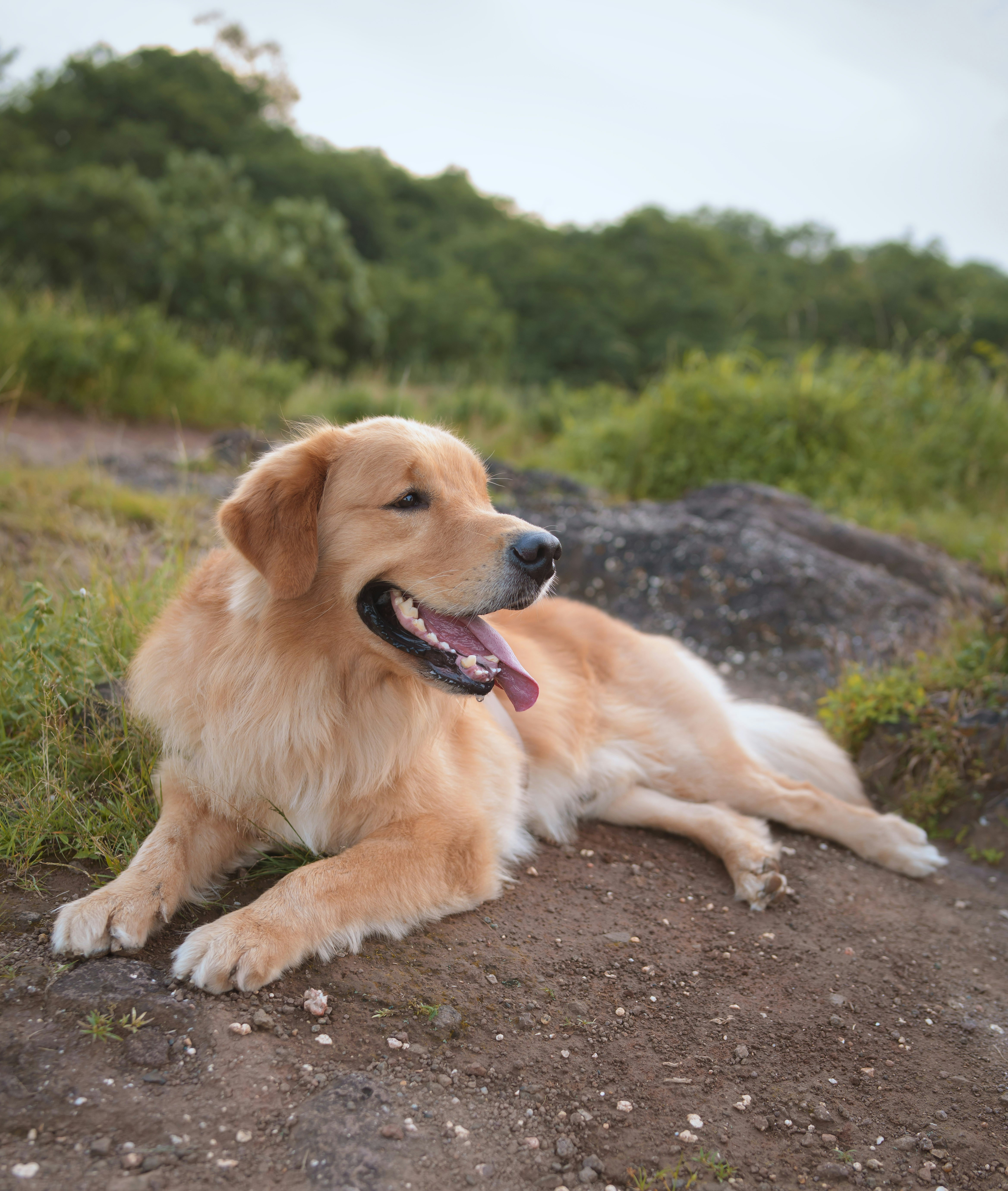 Sundrenched Golden: A Retriever's Restful Pause on Gravel