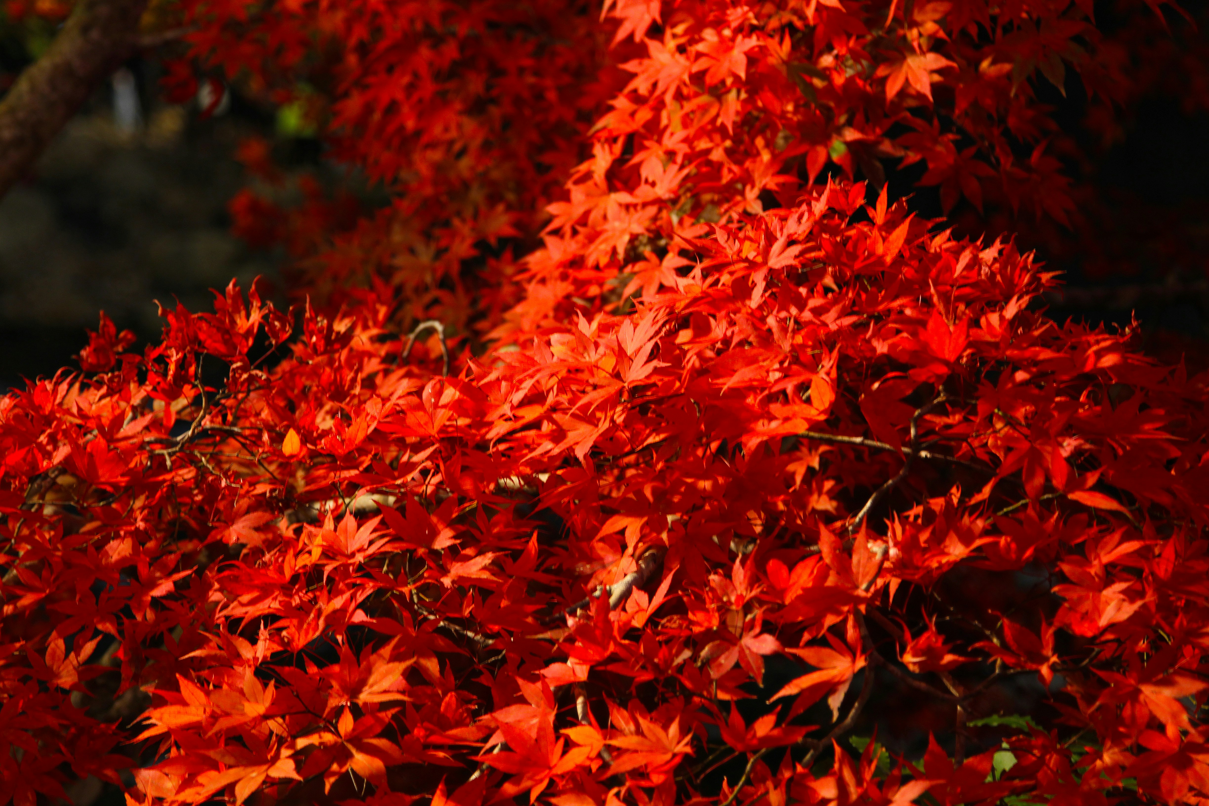 Vibrant red maple leaves creating a dense, colorful canopy against a blurred background. The image captures the essence of autumn foliage.