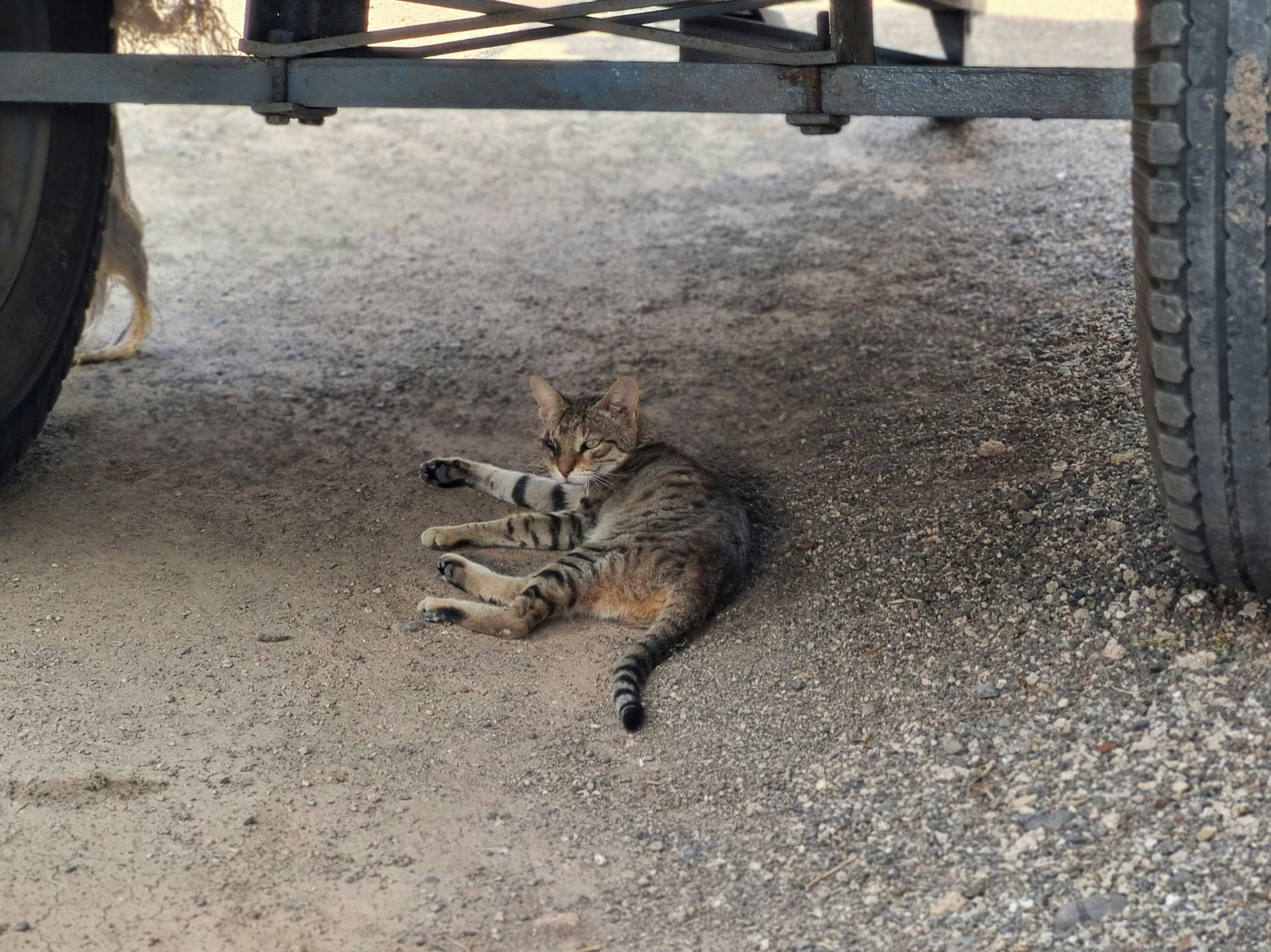 A cat laying on the ground next to a truck tire