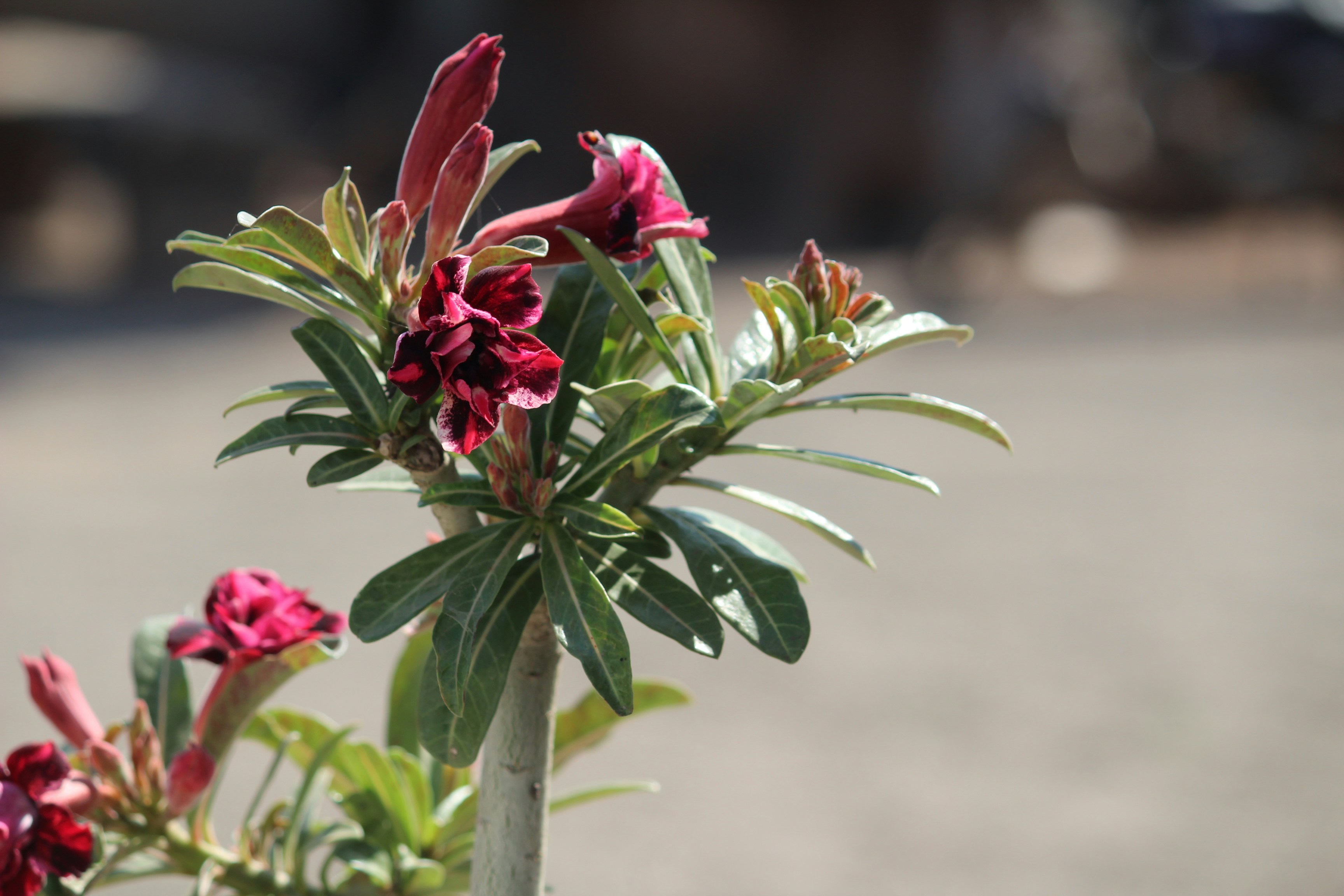 Desert Rose in Soft Focus: a lone pink bloom against a muted, sunlit backdrop
