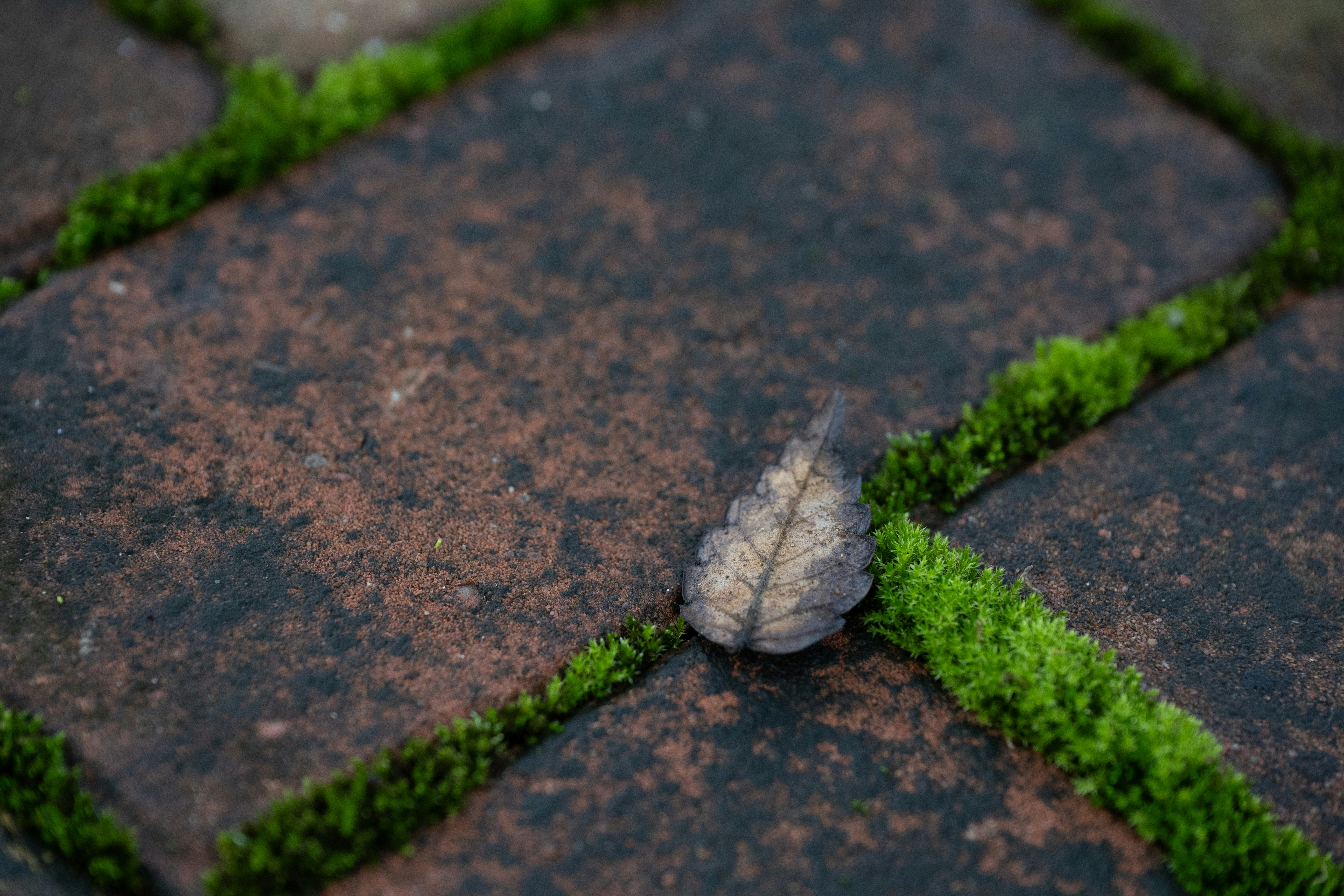 Lone Leaf on a Moss-Grid Mosaic of Weathered Bricks