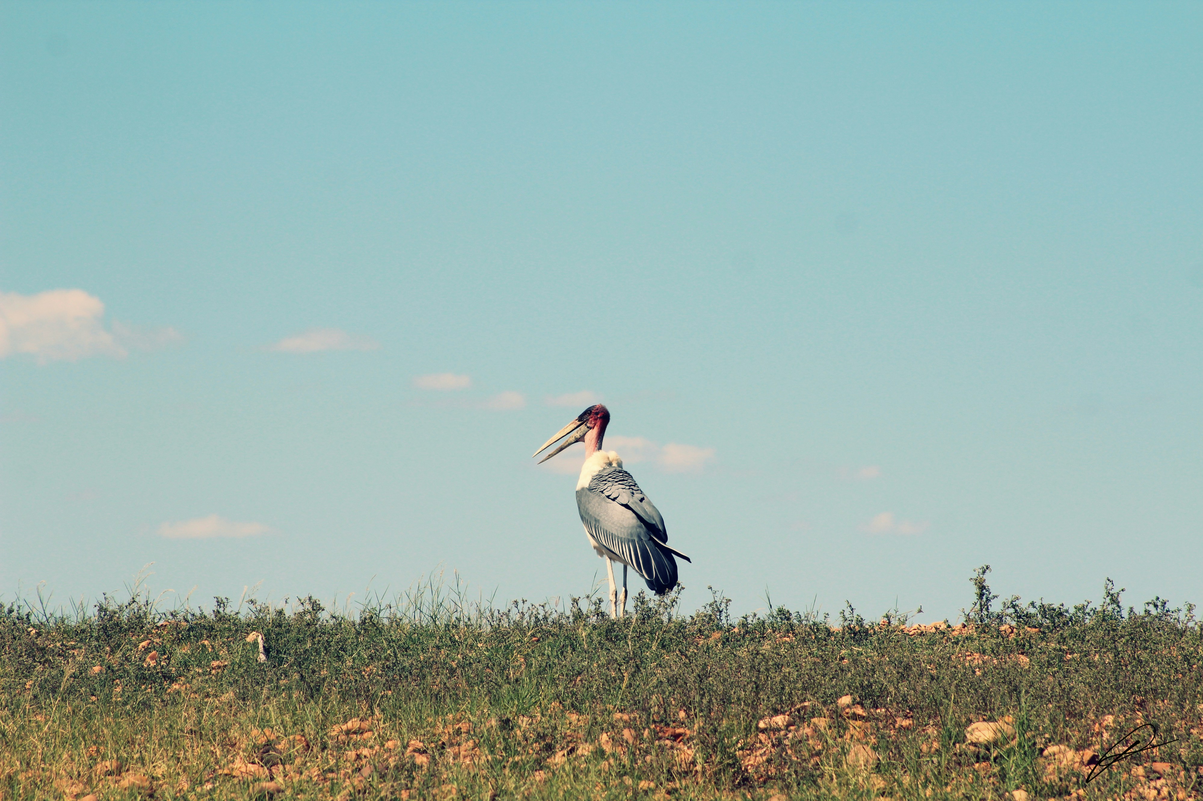 Flappy Bird Pictures | Download Free Images on Unsplash