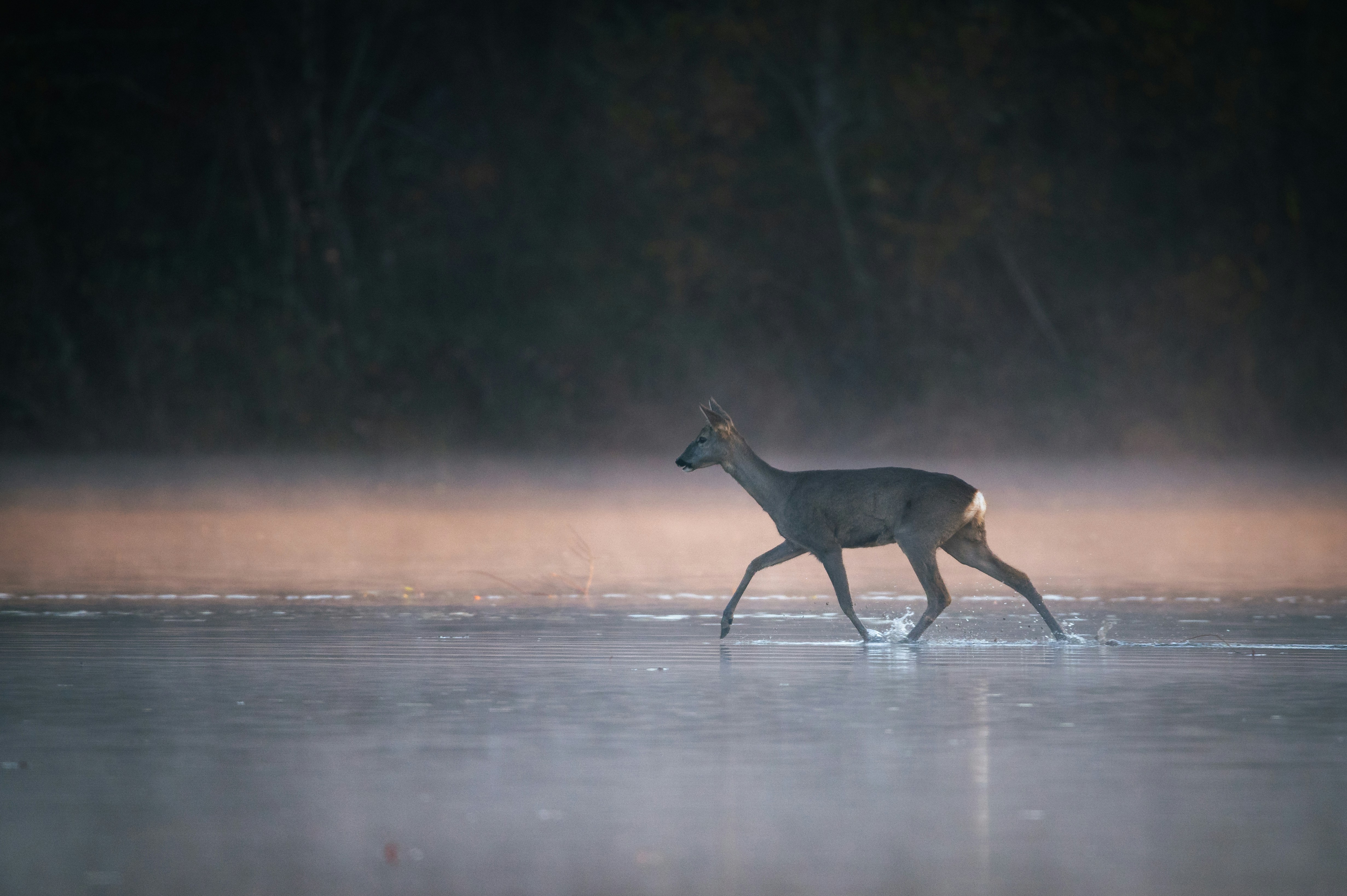 Mist-Lit Crossing: A lone deer steps through a glassy dawn