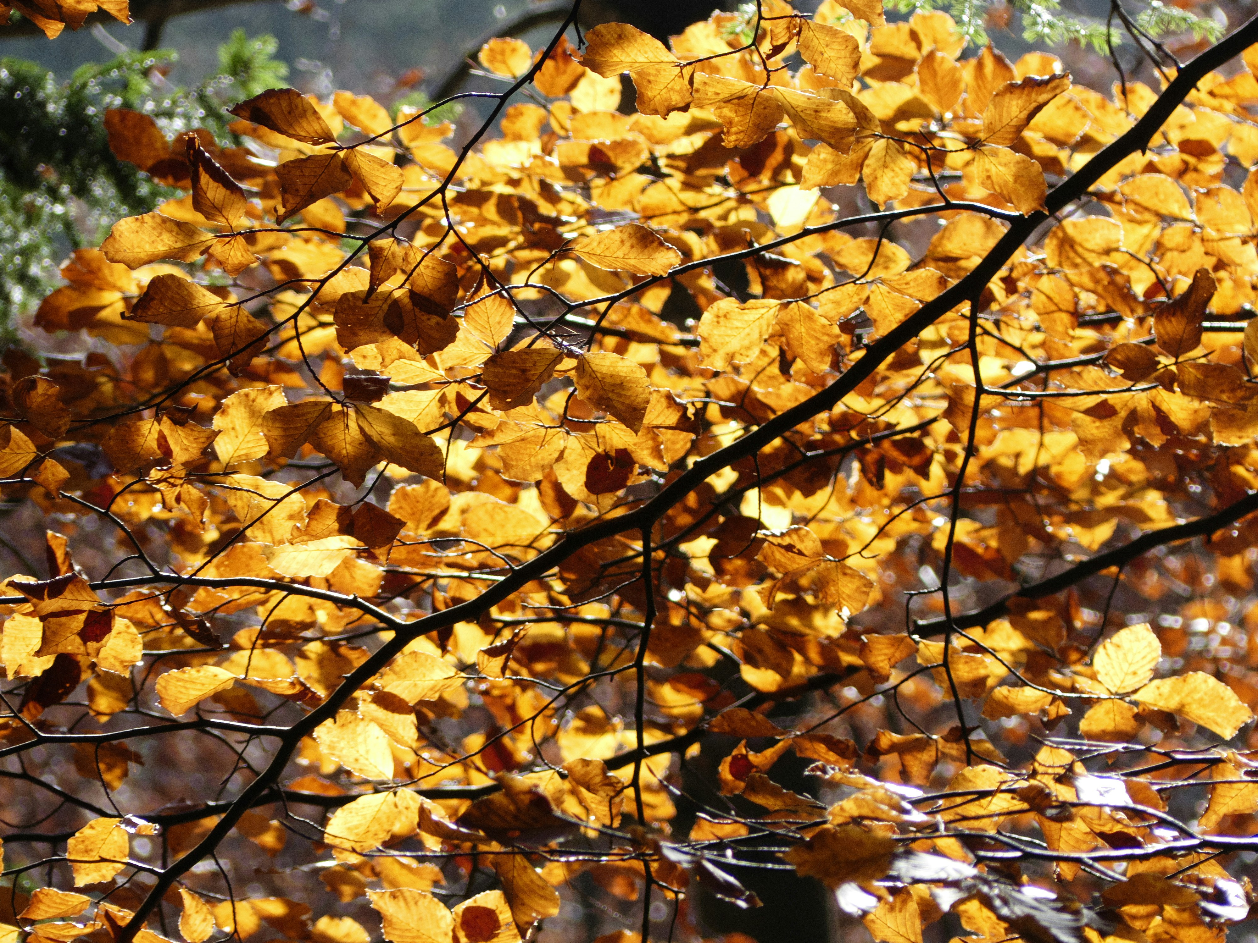 Golden Lattice: Autumn Leaves Weave Through Dark Branches