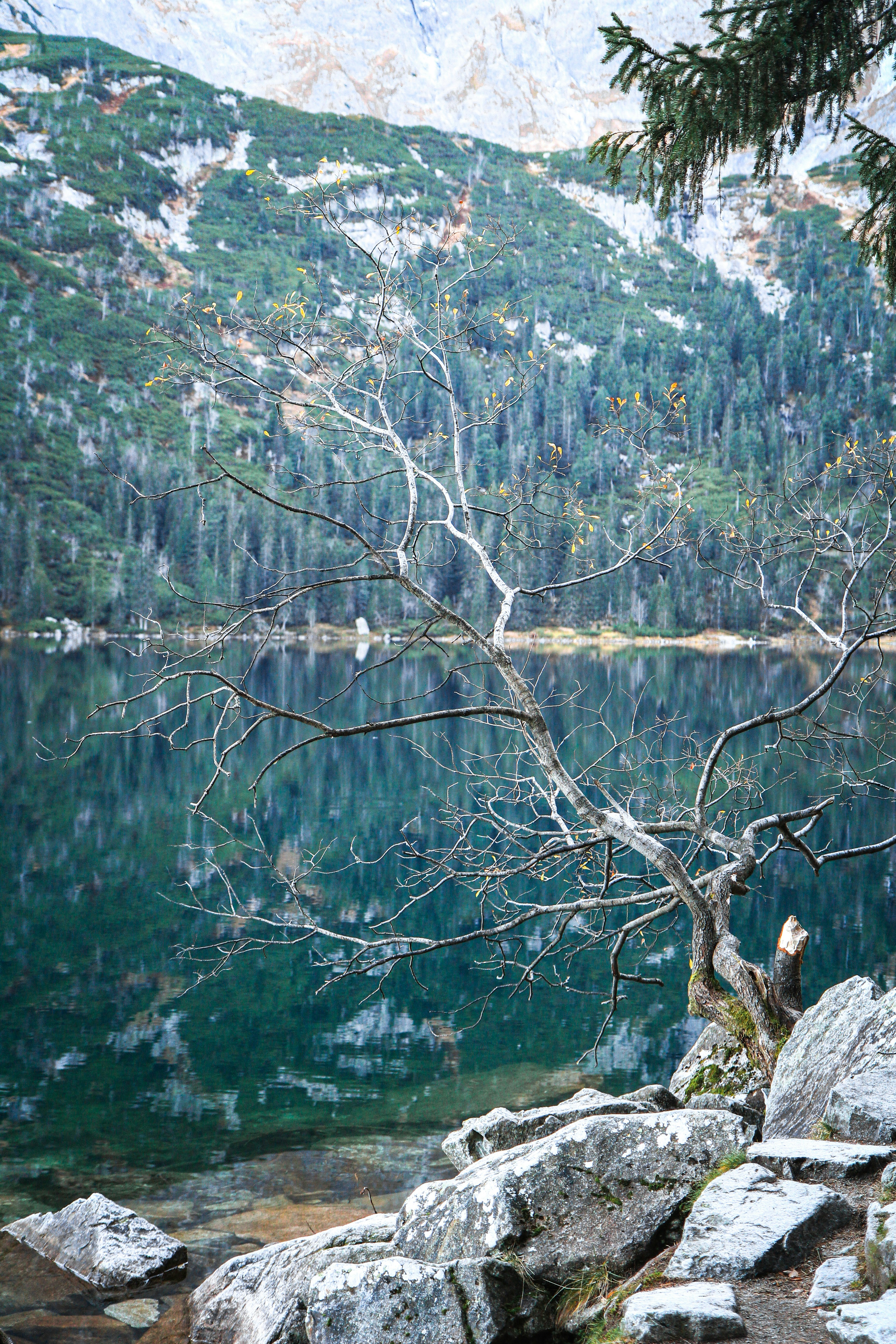 Branching Silence Over a Mountain Mirror