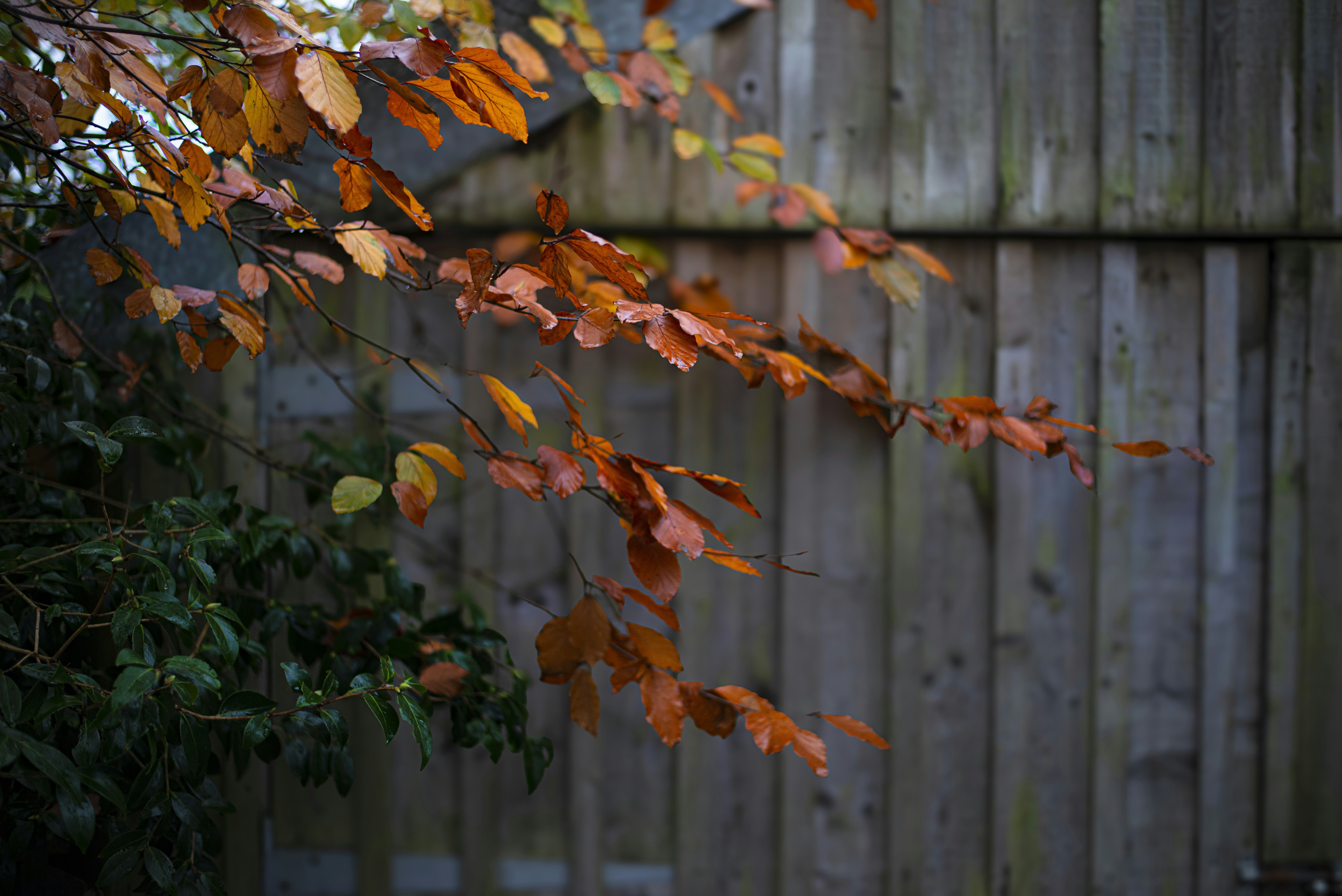 Orange Fronds Framing a Weathered Fence