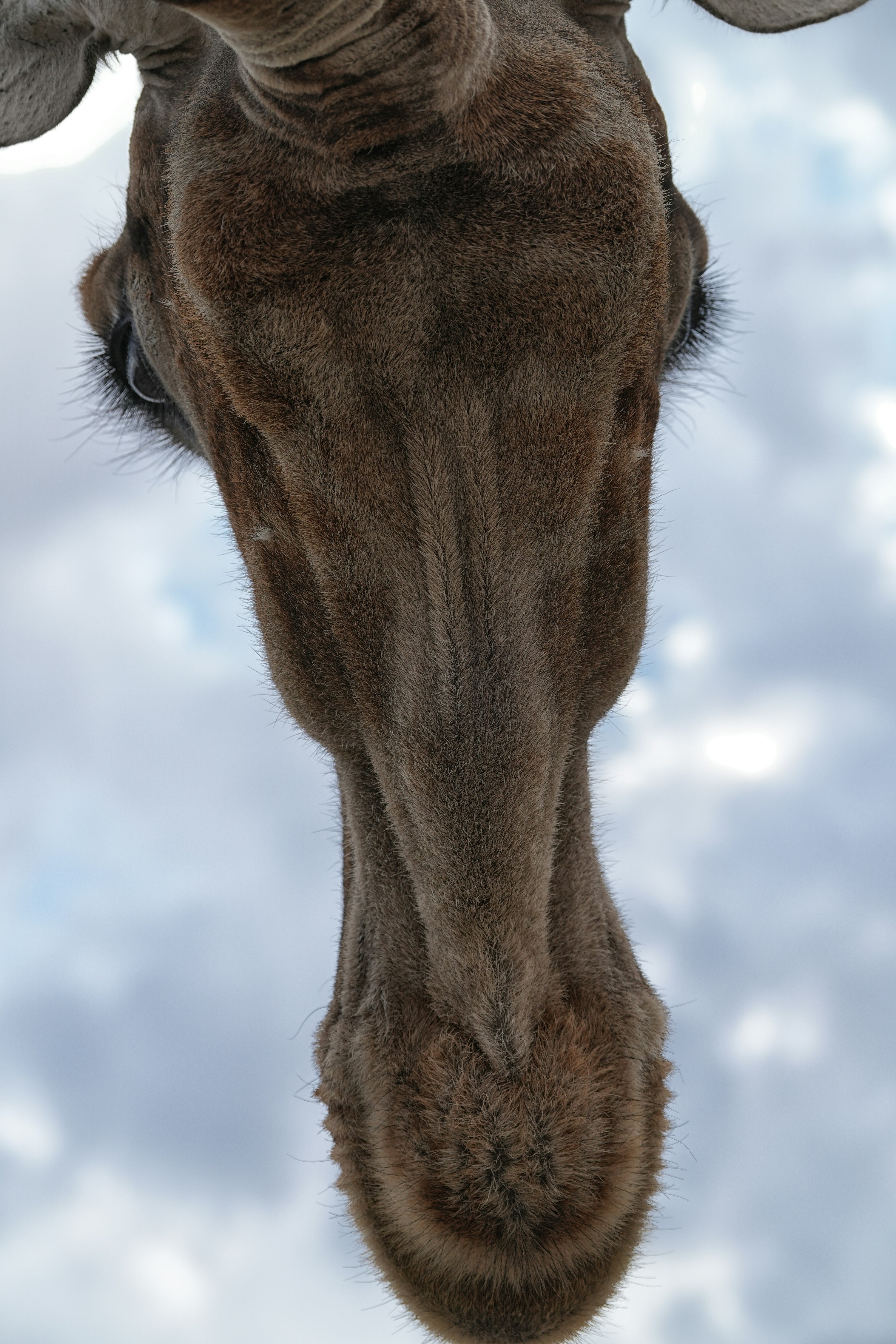 Downward Giraffe: An Ultra-Close Muzzle Portrait Against a Sky
