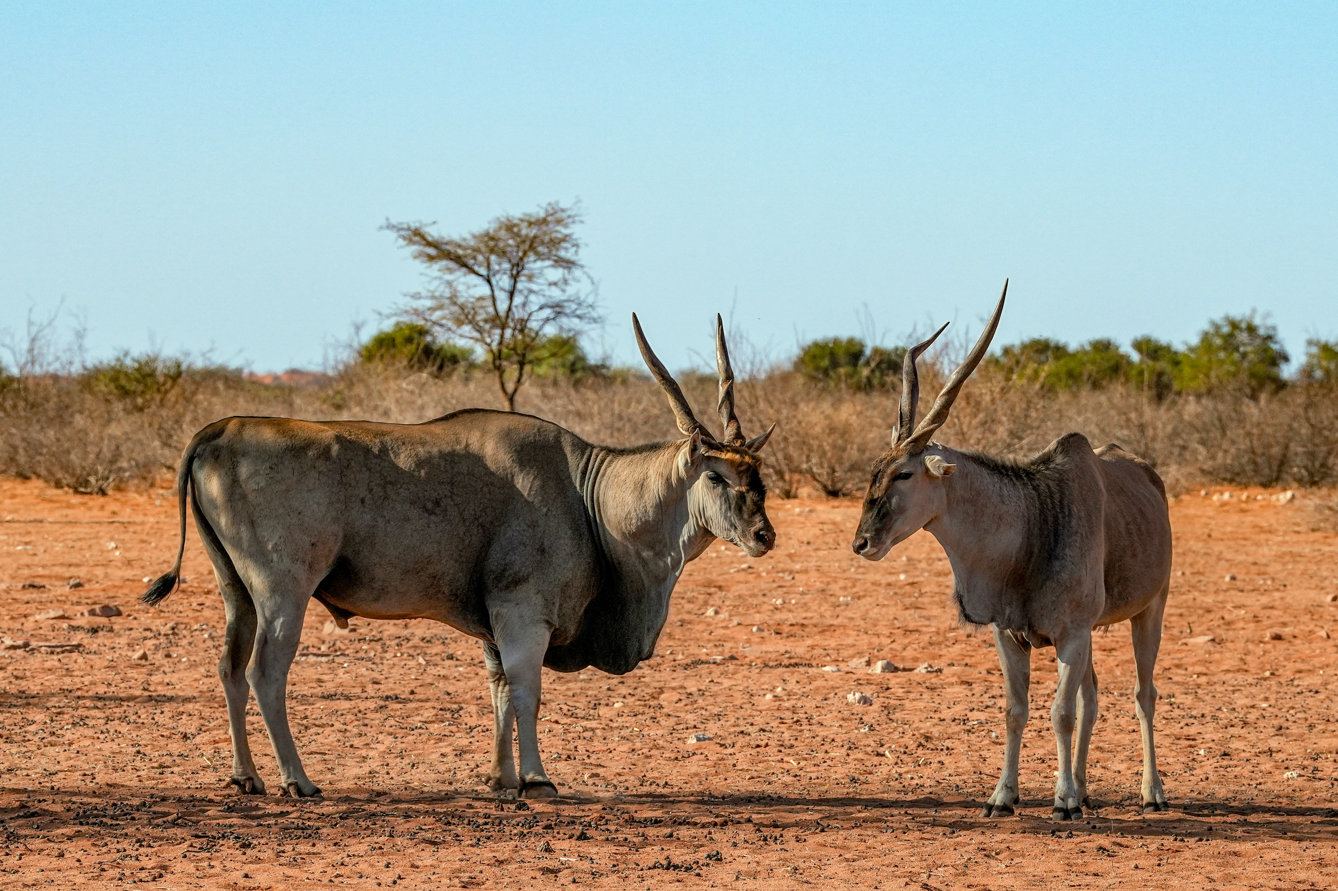 A couple of animals that are standing in the dirt photo – Free Kalahari ...