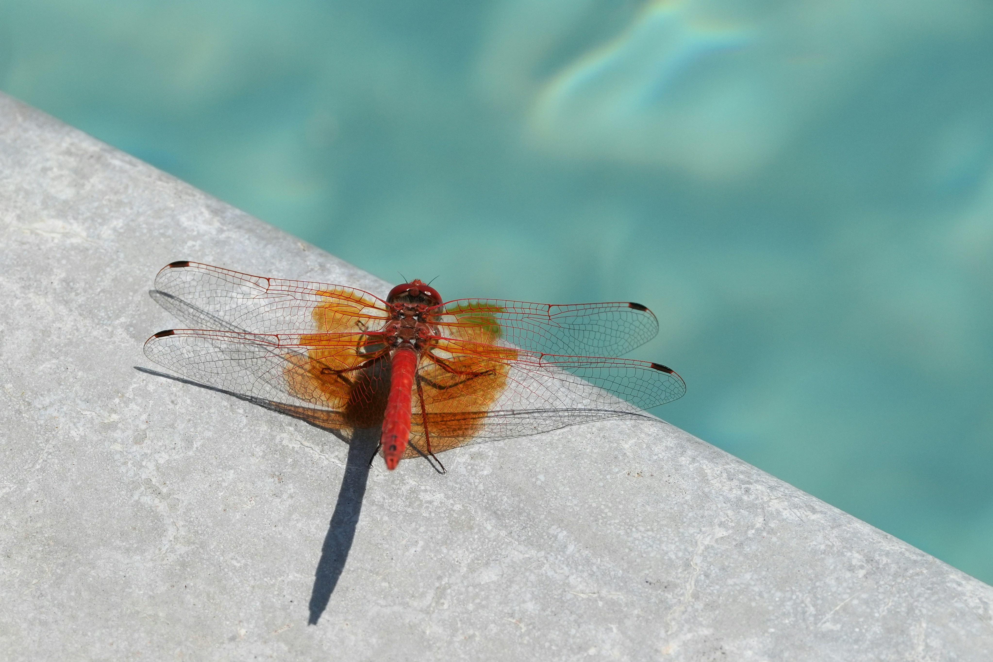 Crimson Dragonfly on a Concrete Verge Above Turquoise Waters