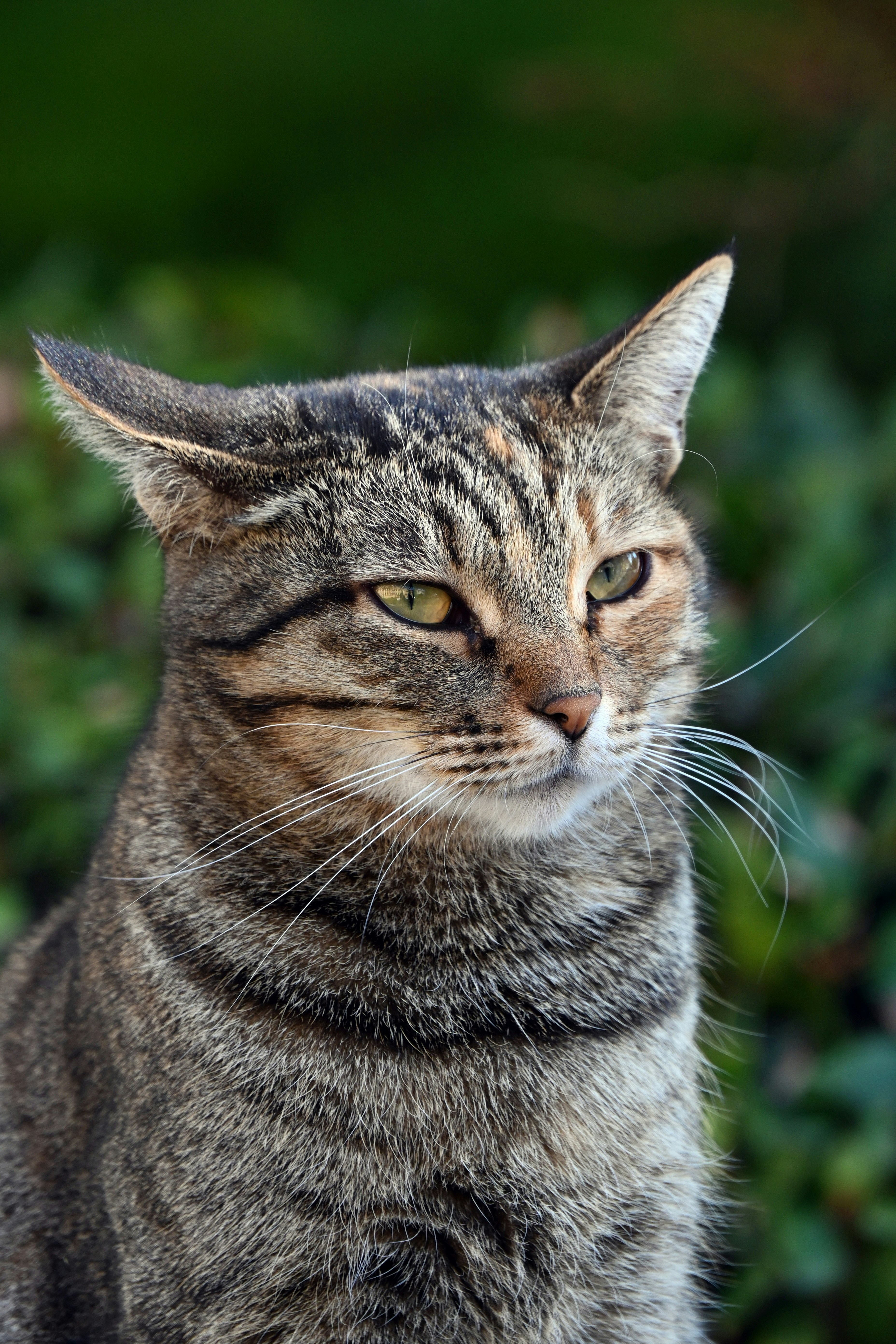 A close up of a cat with a bush in the background photo – Free Baku ...