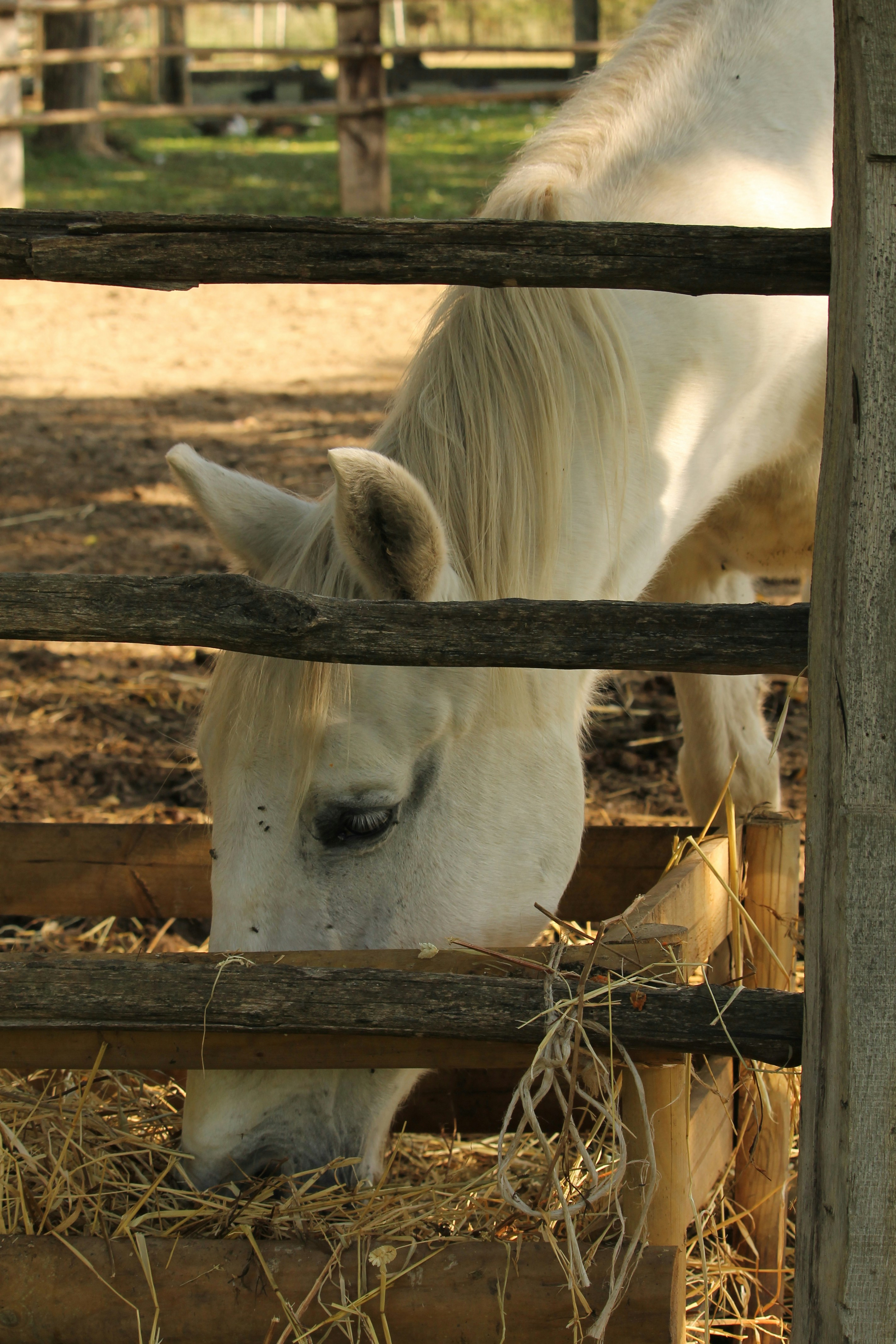 A white horse eating hay in a fenced in area photo – Free Tuscany Image ...