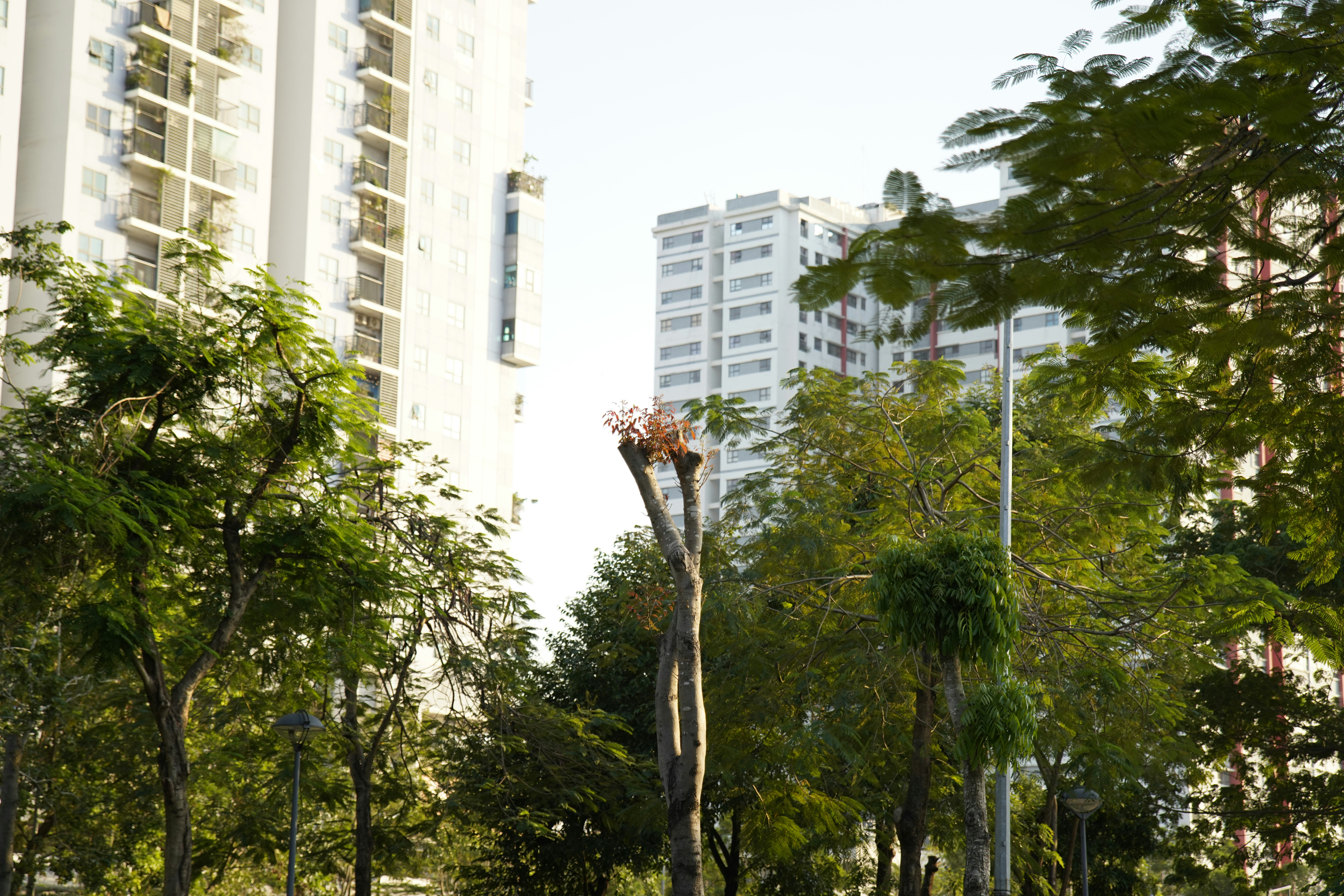 Cherry Crown in the City: A Pruned Tree Rising Among Urban Towers