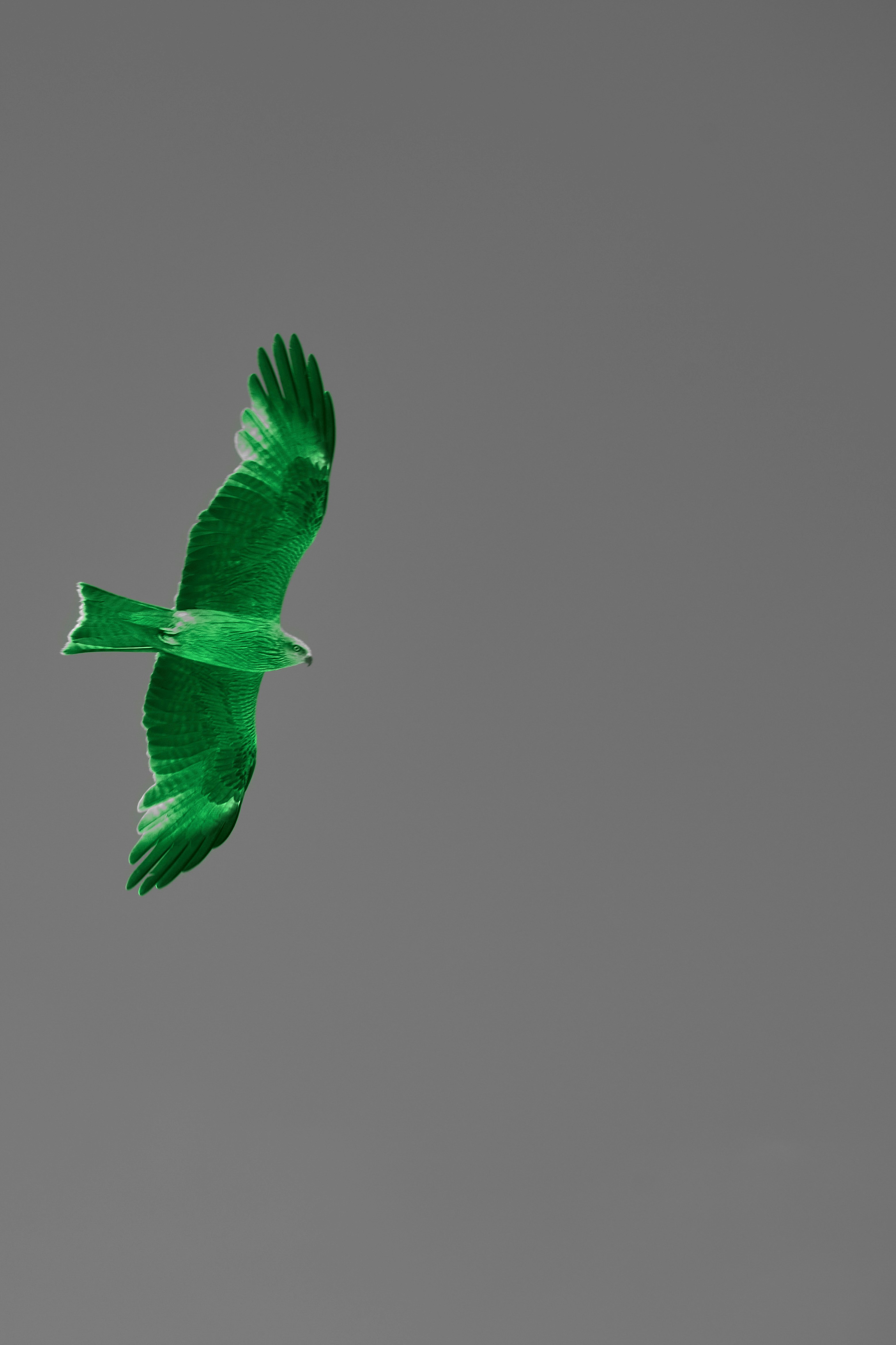 Emerald Wings Against a Monochrome Sky