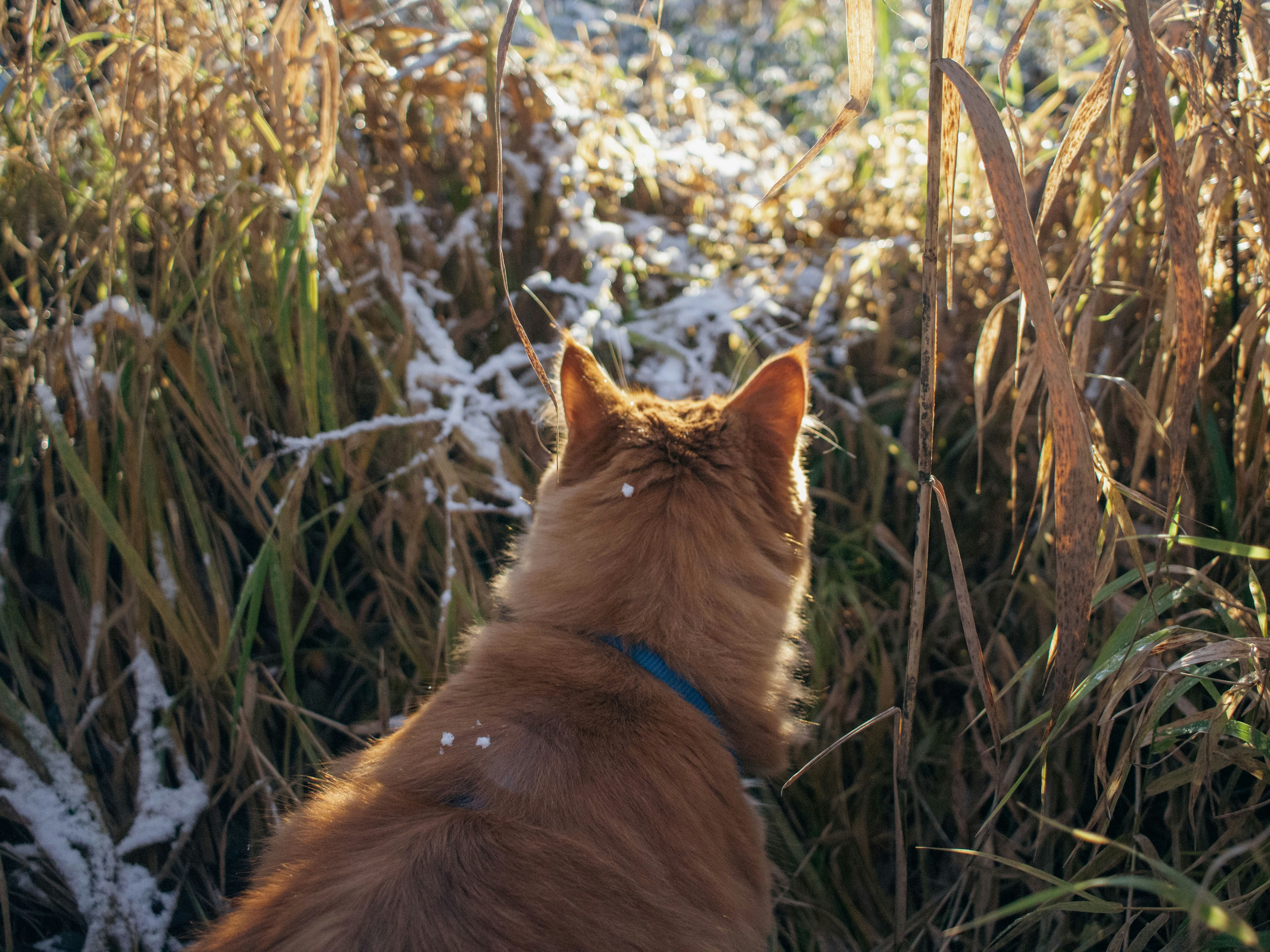 Ginger Silhouette in Winter Light Through Frosted Reeds