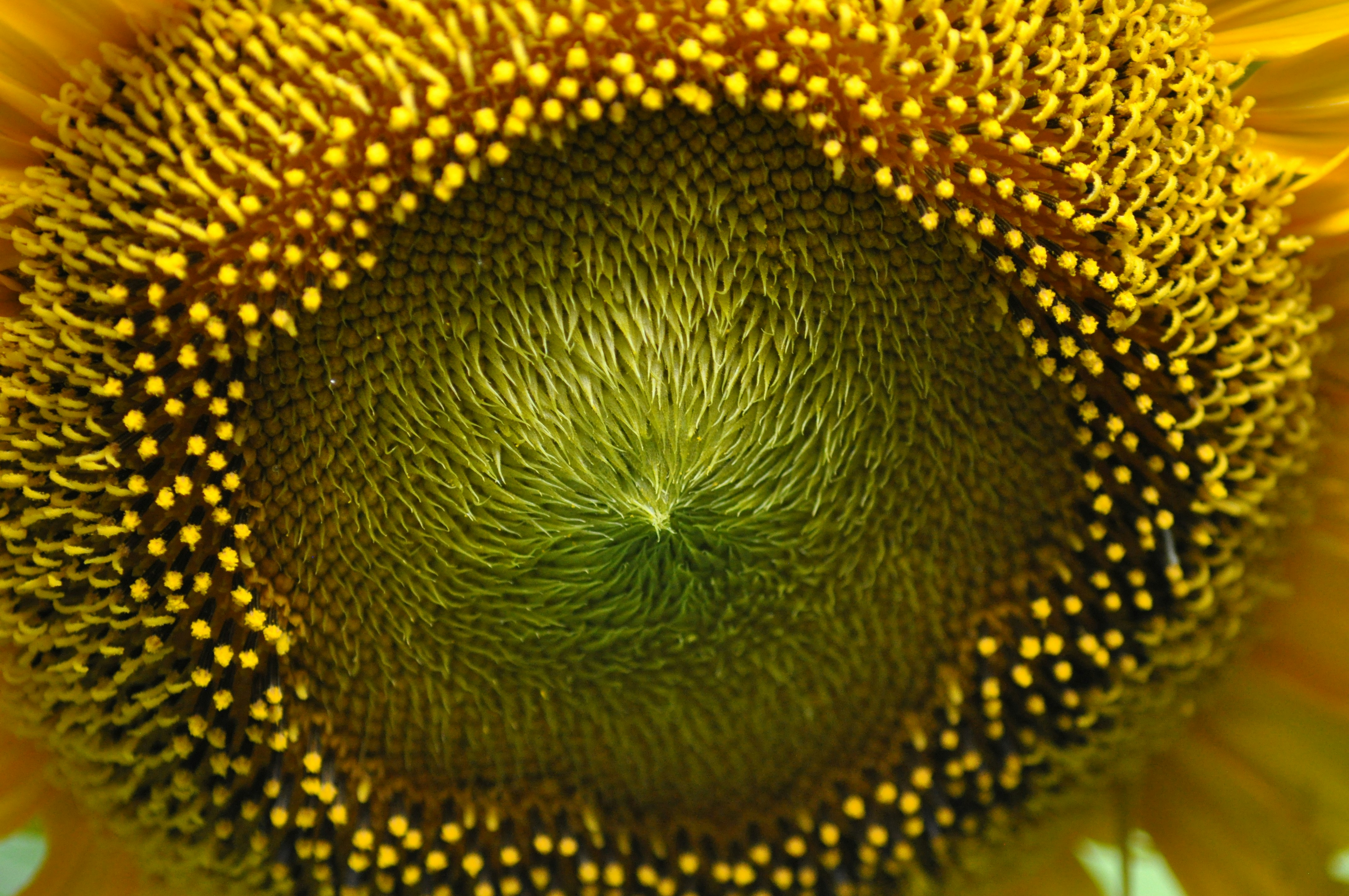 Photo by Rebecca O'Bern with Nikon D90