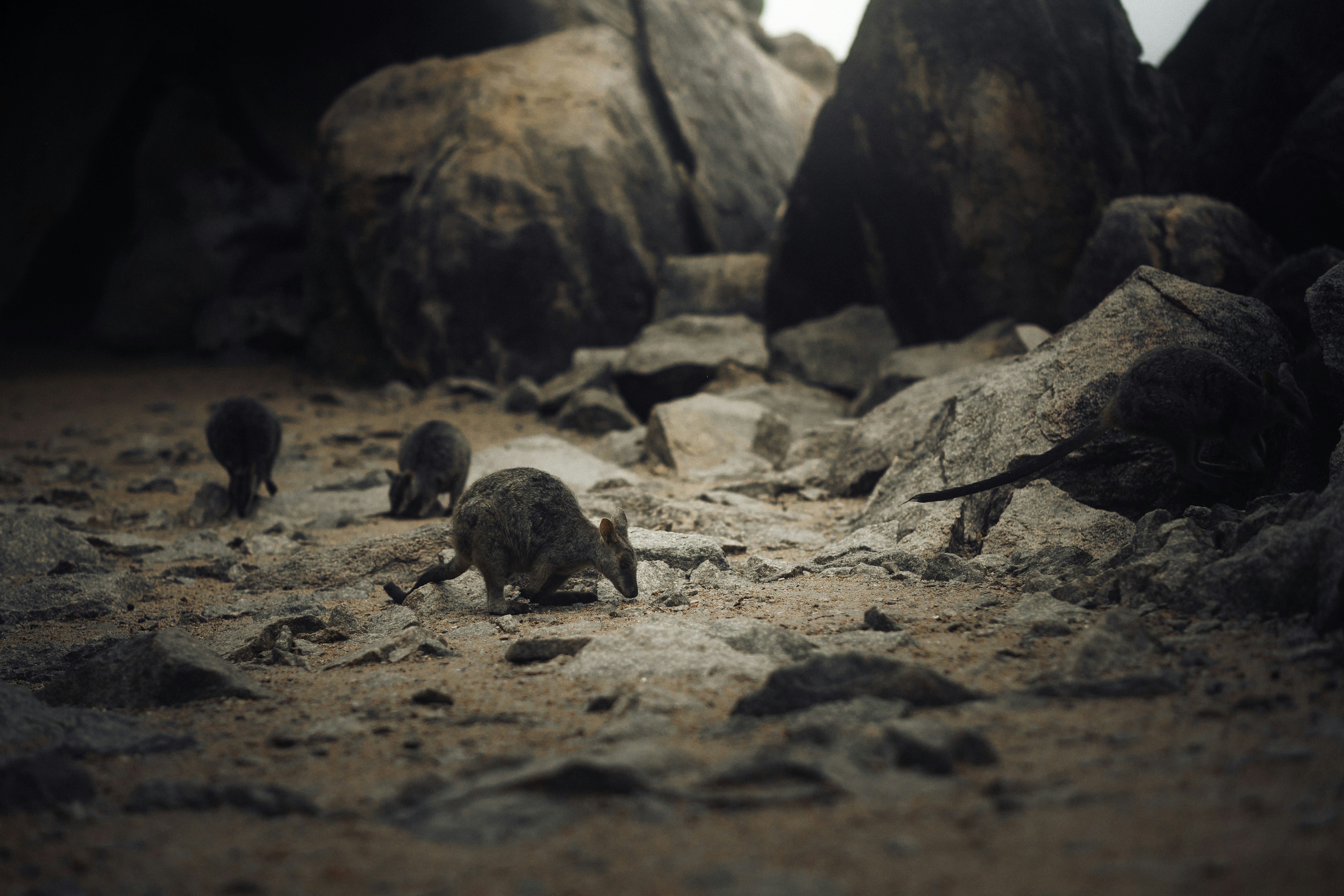 Tiny Foragers Among Rugged Stones