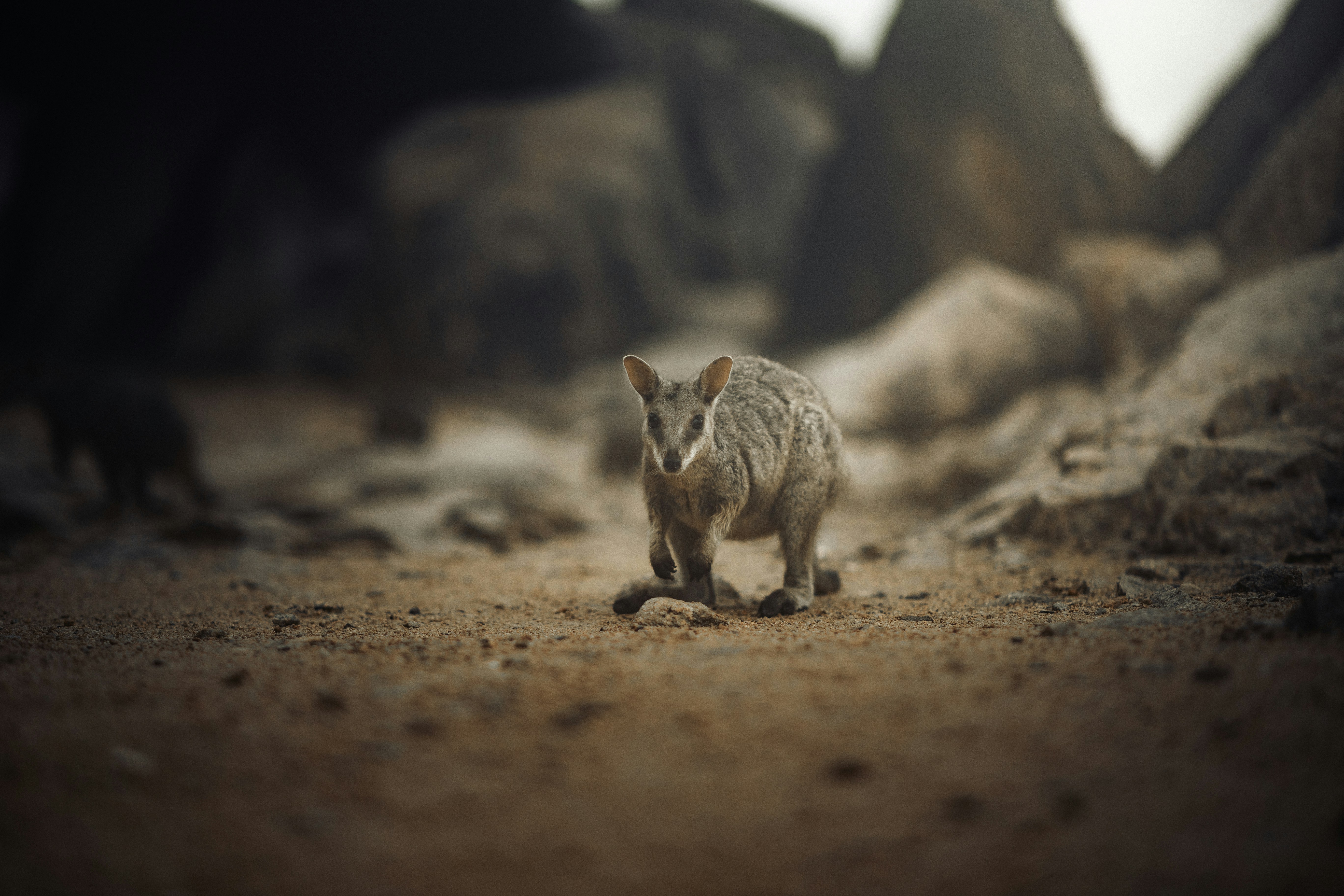 Desert Sentinel: A lone wallaby on sun-warmed red soil among rugged rocks