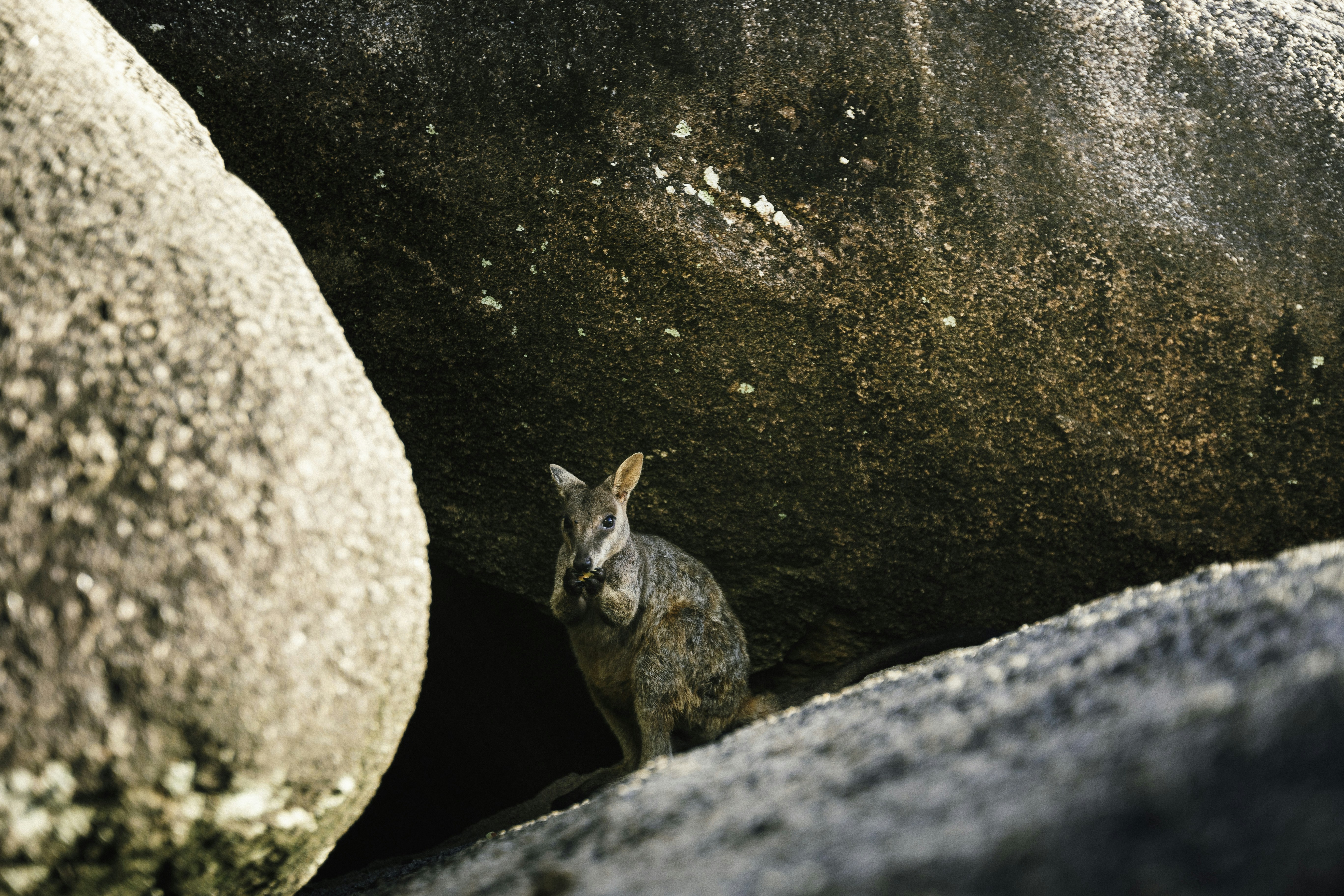 Crevice Dweller: A Squirrel Pausing Between Weathered Granite