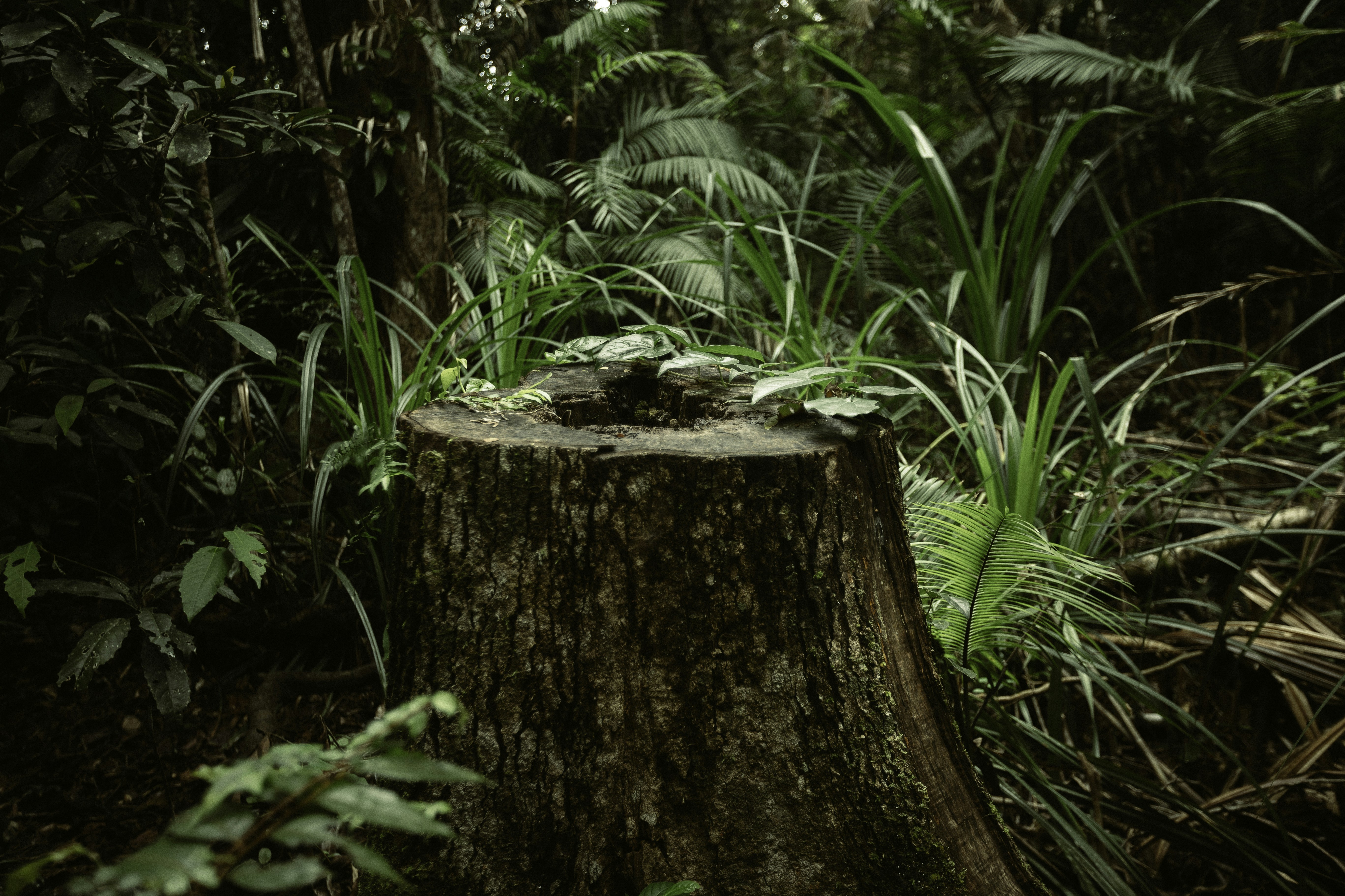 Moss-Crowned Stump in a Shadowed Forest Clearing