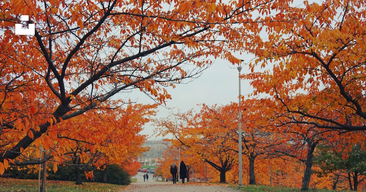 오렌지색 잎이 달린 나무로 둘러싸인 길을 걷는 두 사람 사진 Unsplash의 무료 가을 이미지