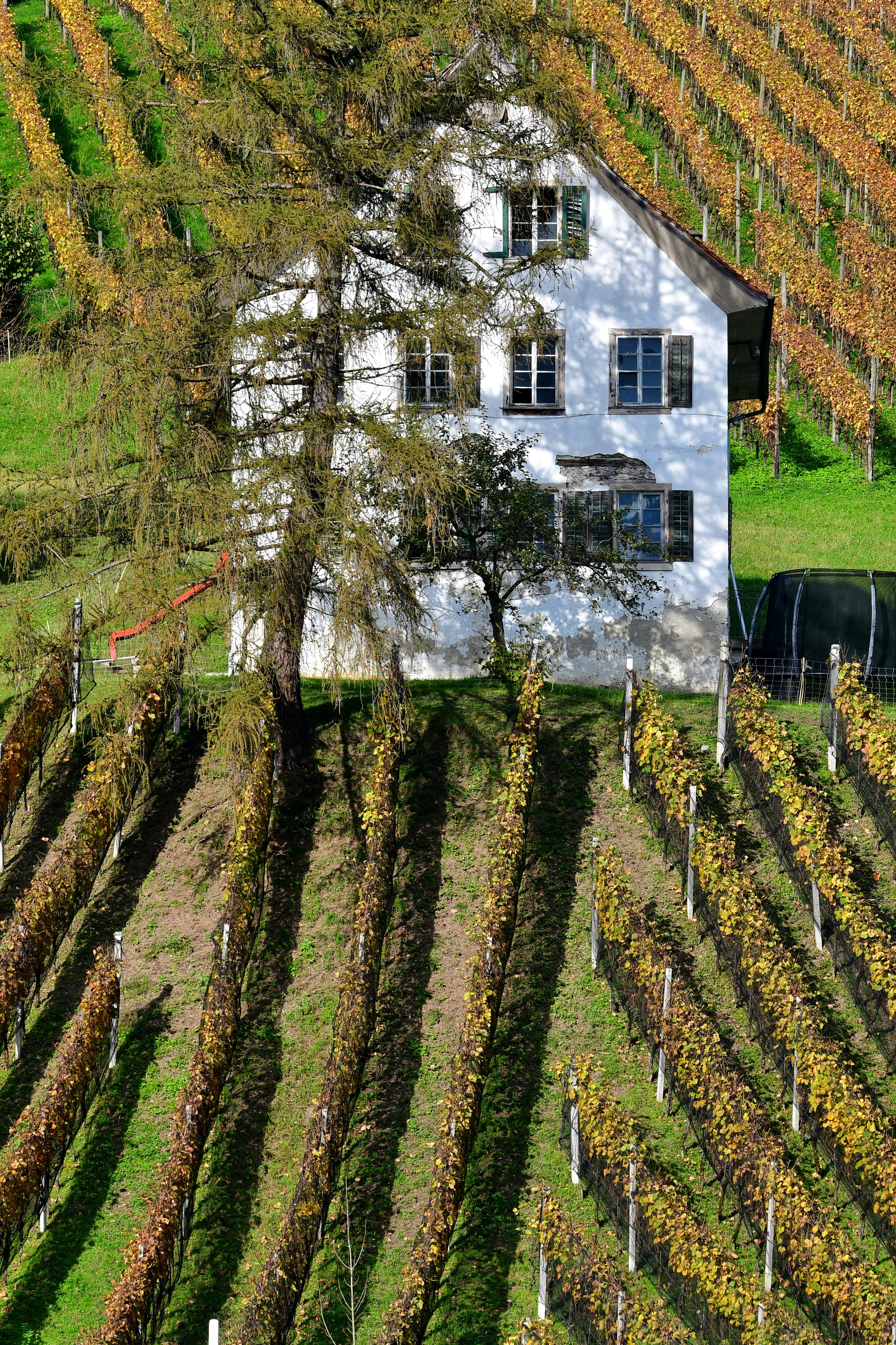 Harmony of Nature and Architecture in a Vineyard Landscape